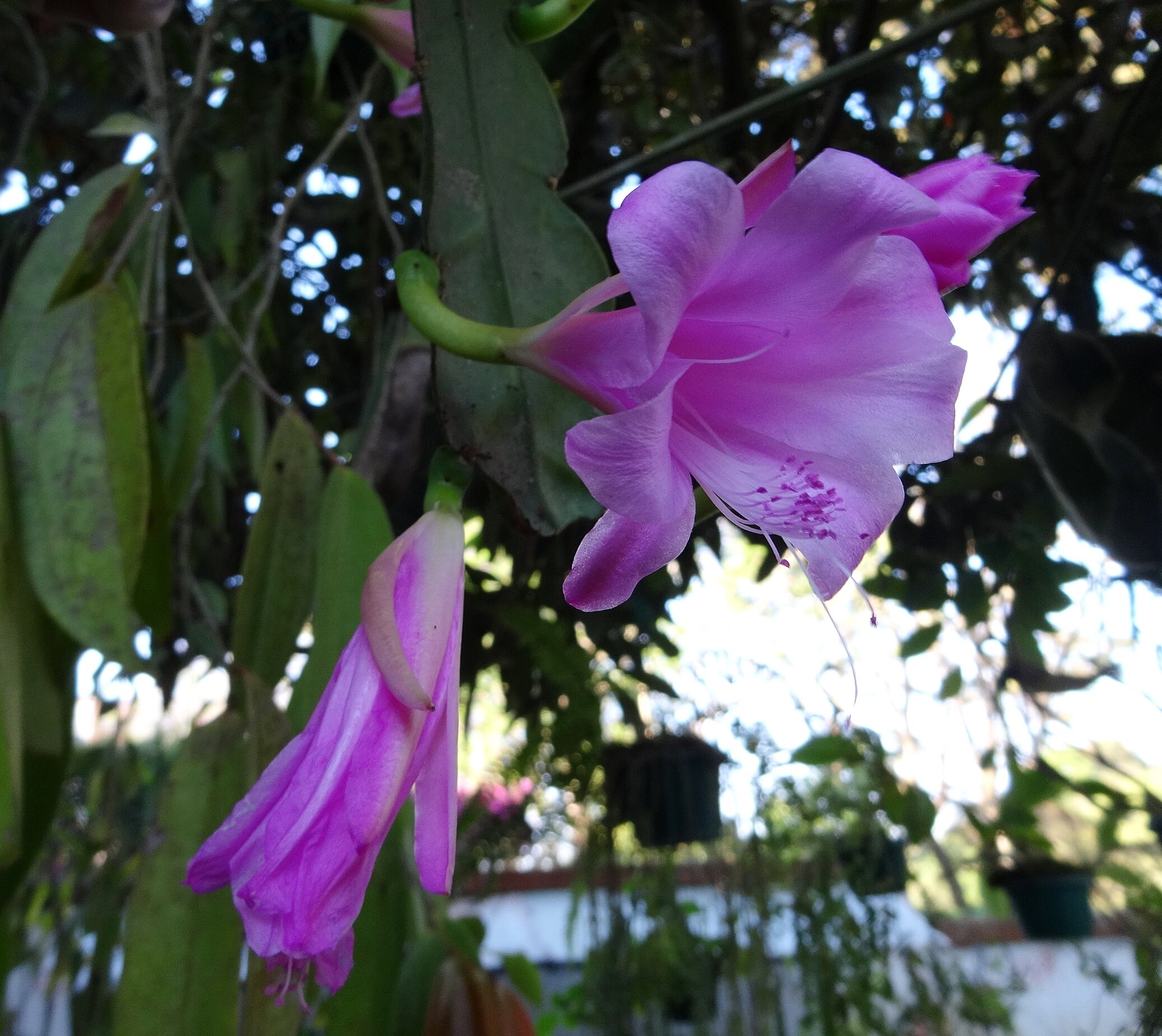 The cloud forest species of disocacti with colored flowers shown in ...