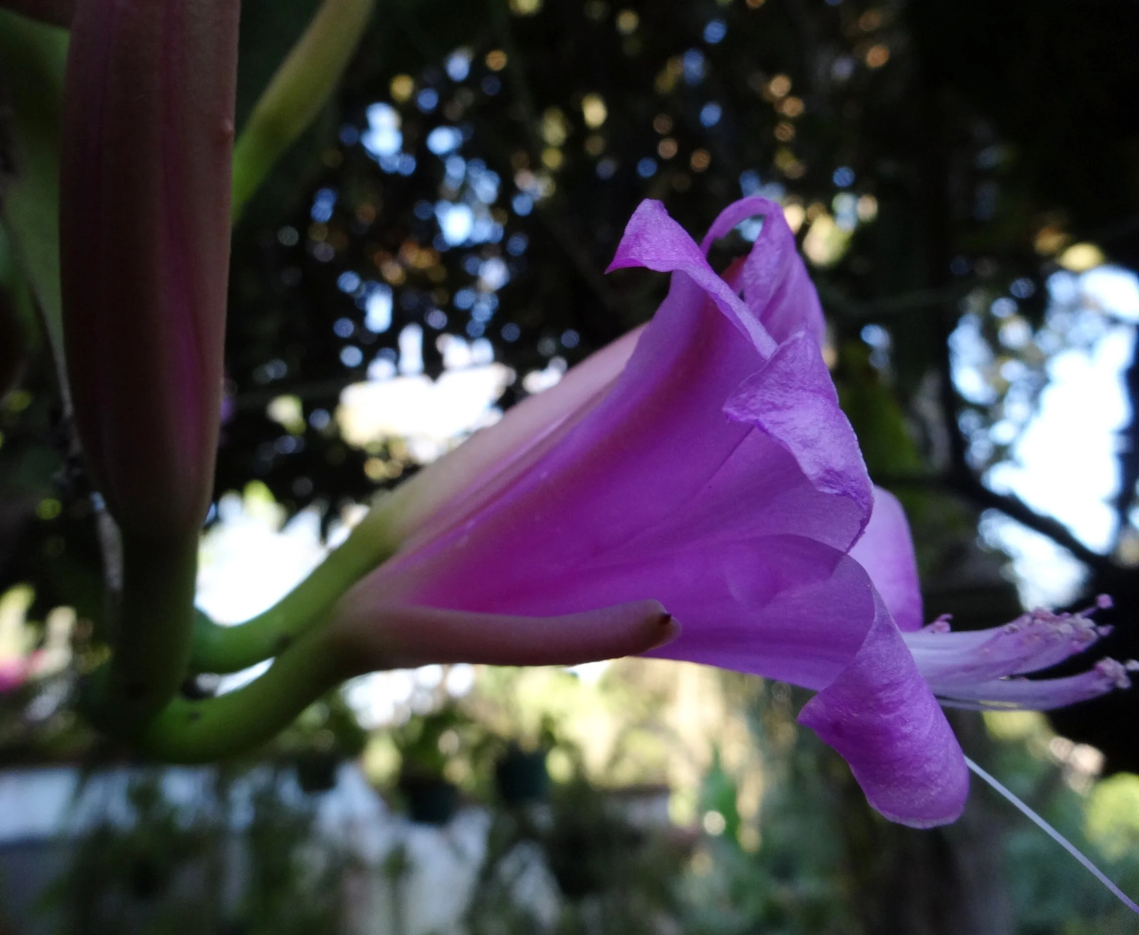 The cloud forest species of disocacti with colored flowers shown in ...