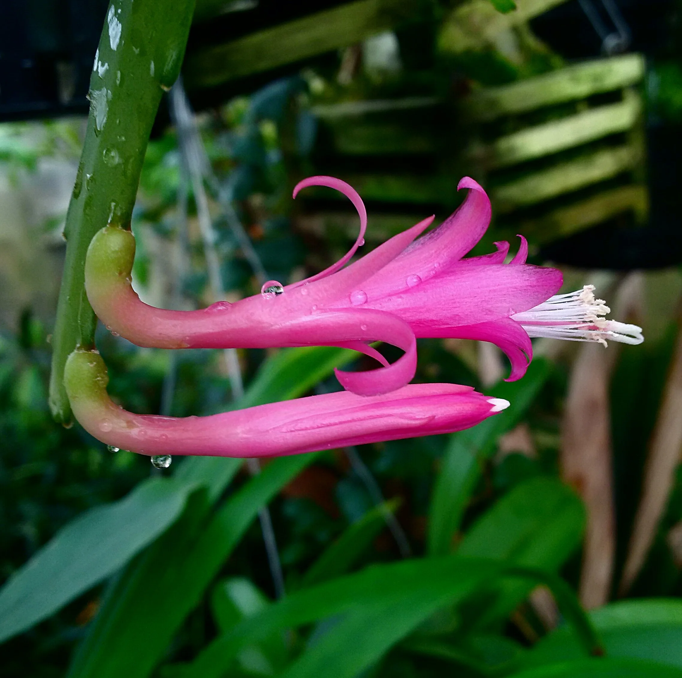 The cloud forest species of disocacti with colored flowers shown in ...