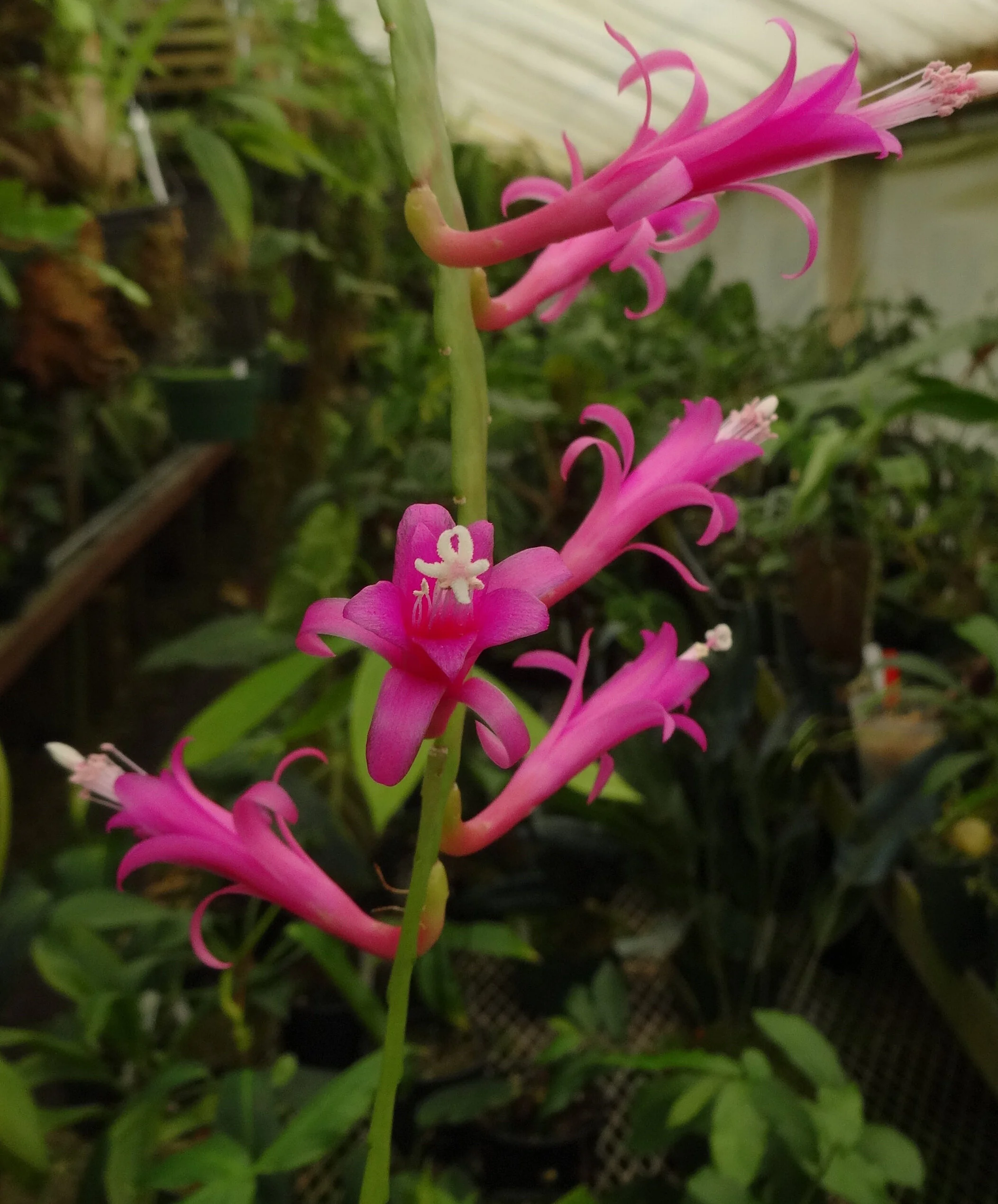 The cloud forest species of disocacti with colored flowers shown in ...