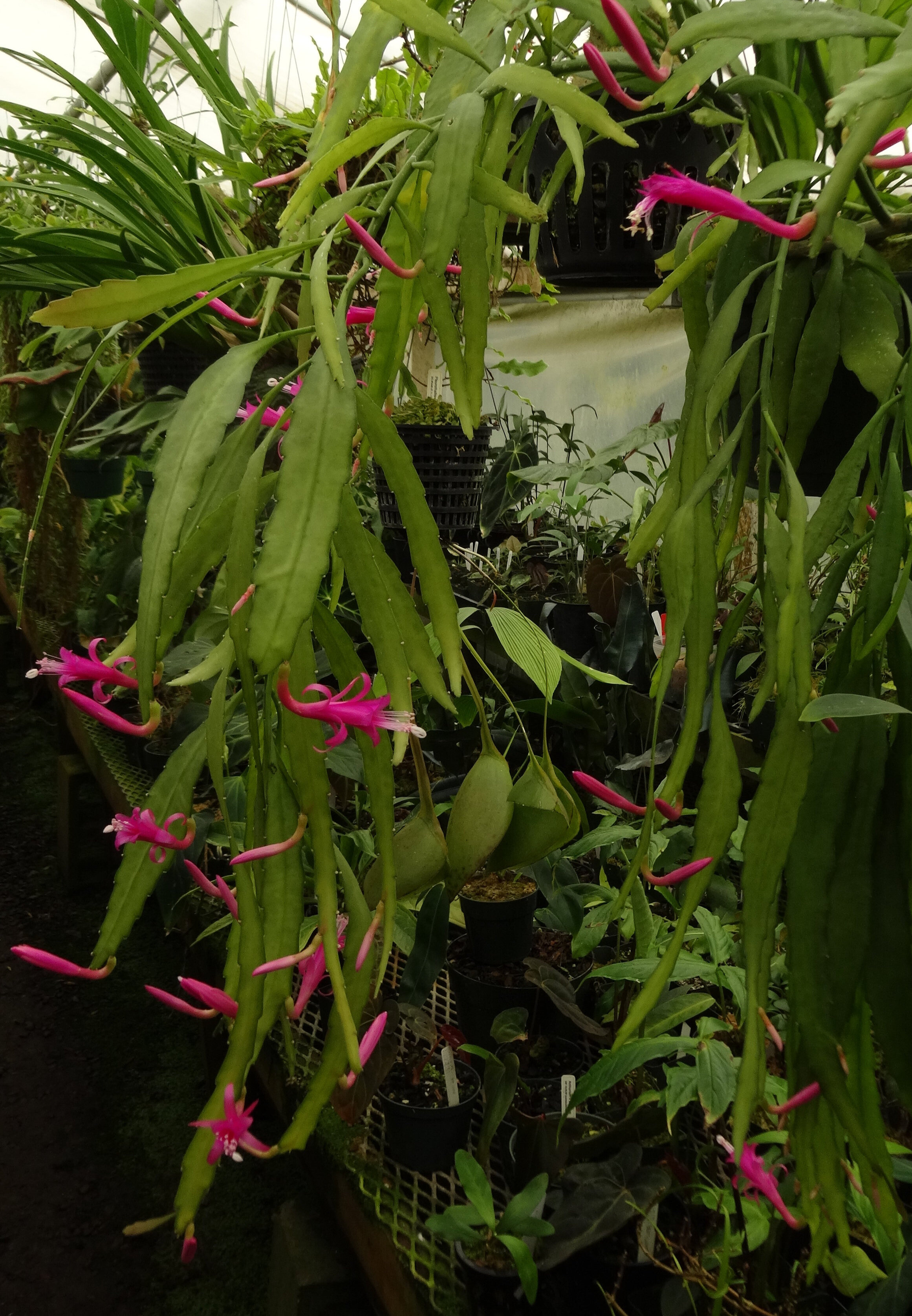 The cloud forest species of disocacti with colored flowers shown in ...