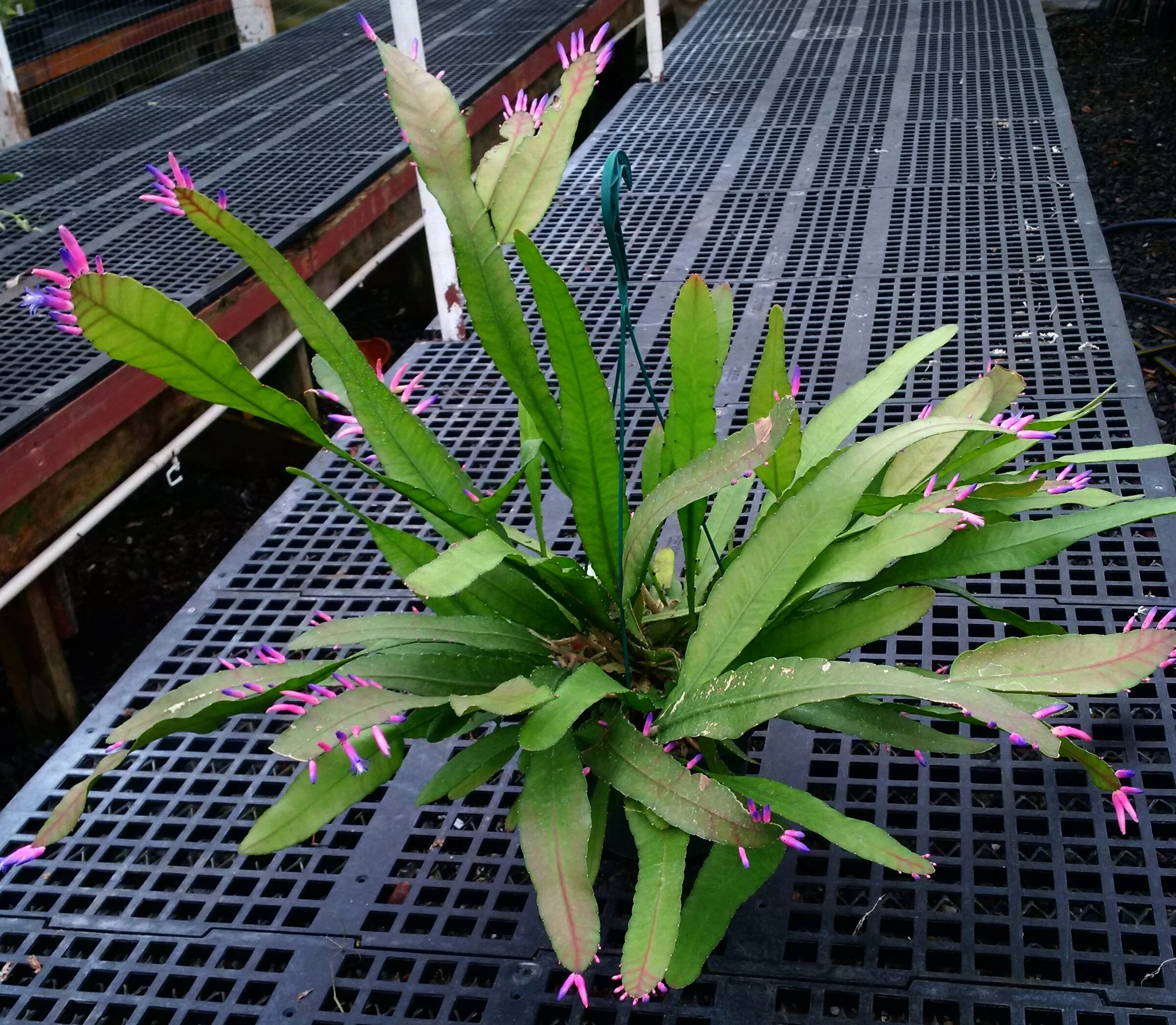 The cloud forest species of disocacti with colored flowers shown in ...