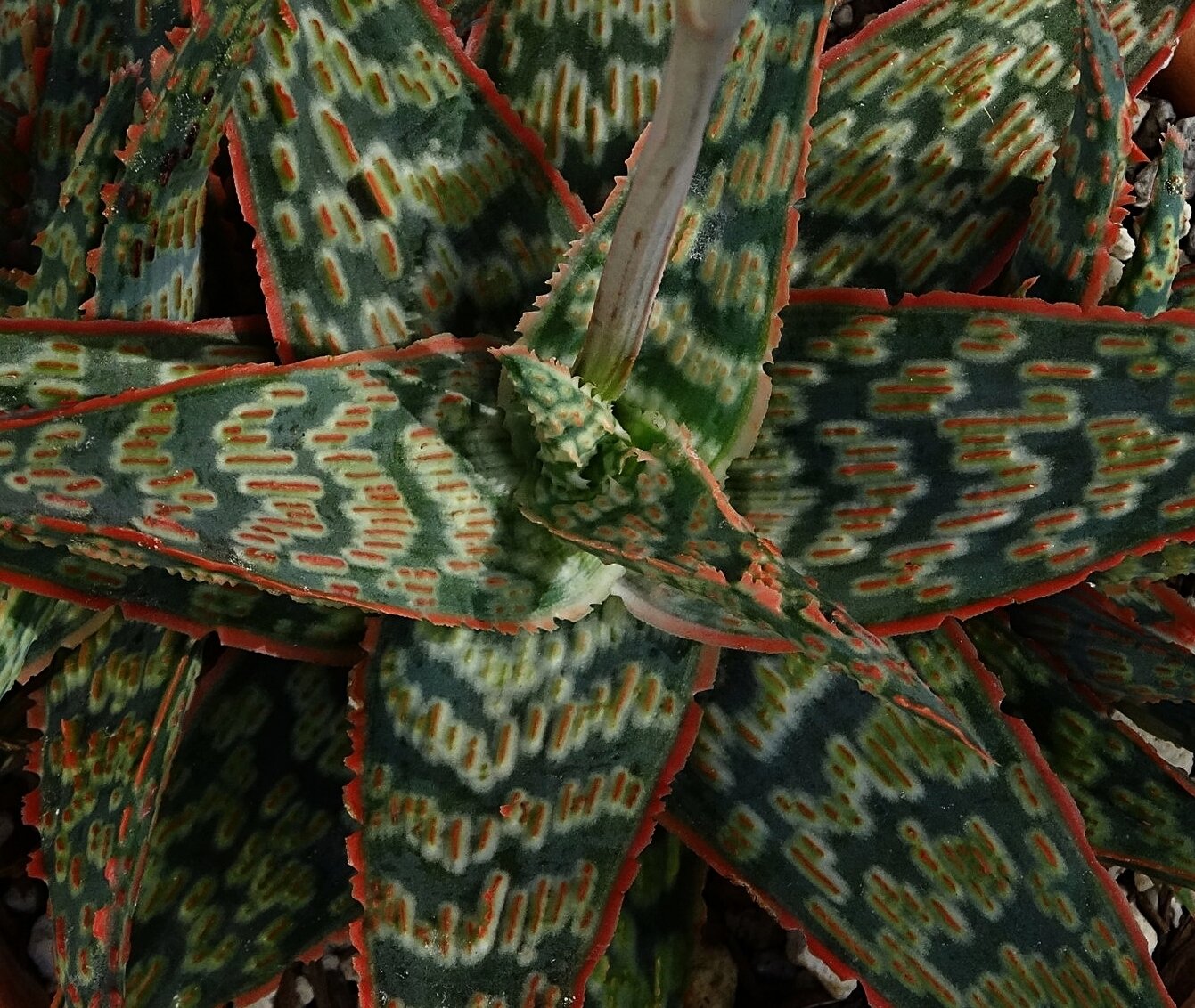 A Field Guide to the Fantasy Aloes of North America — Exotica Esoterica