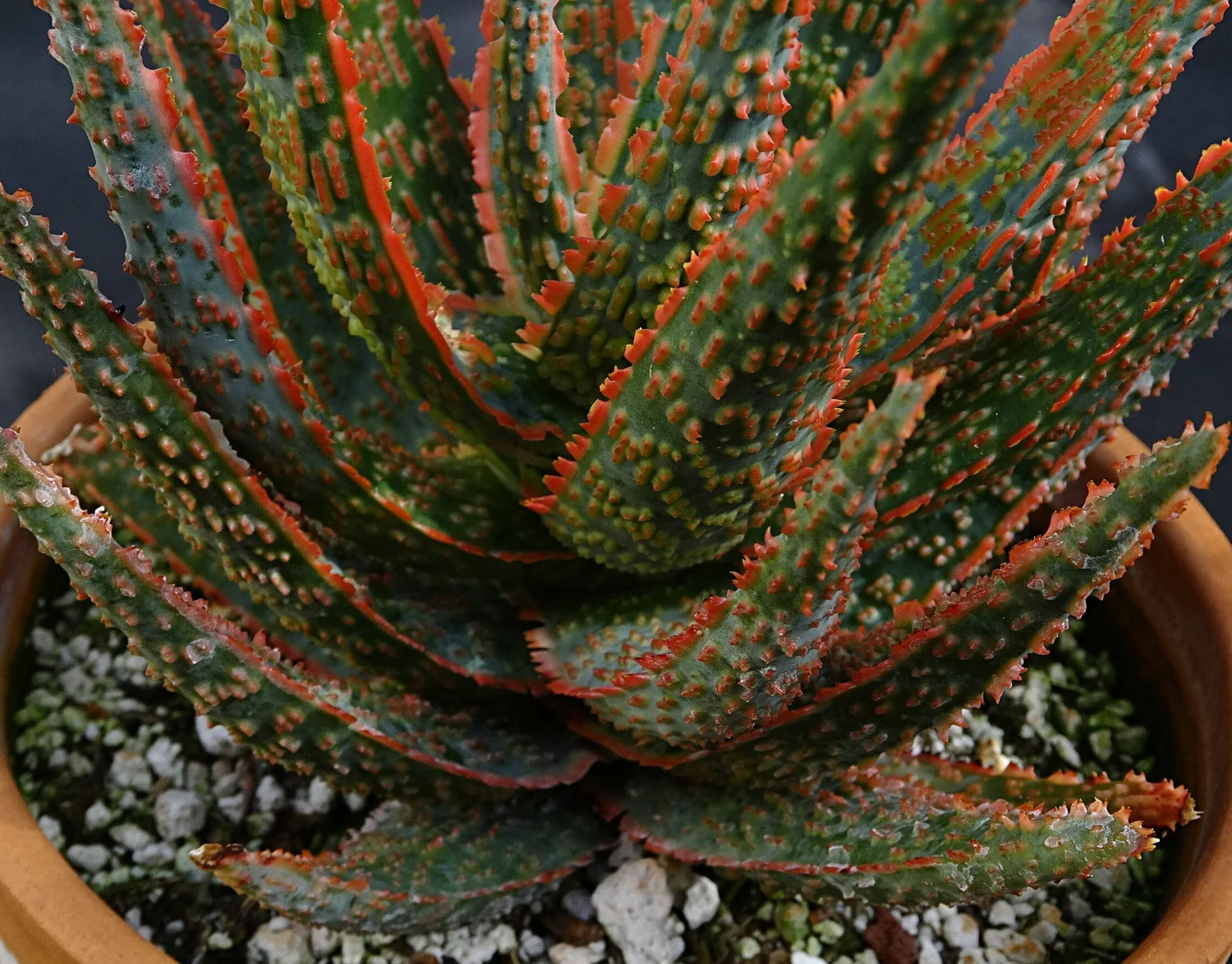 A Field Guide to the Fantasy Aloes of North America — Exotica Esoterica