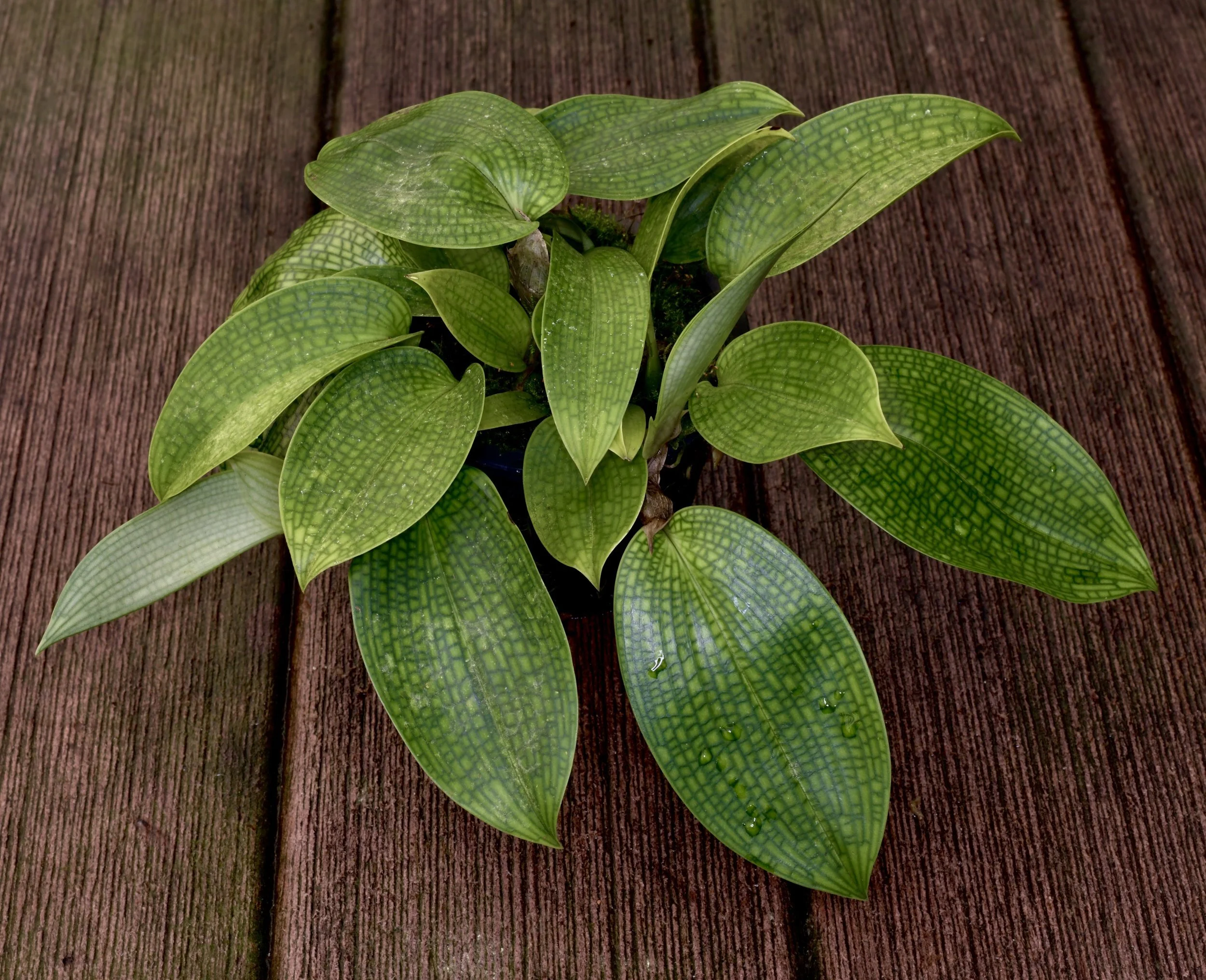 Fall Over Foliage — Exotica Esoterica