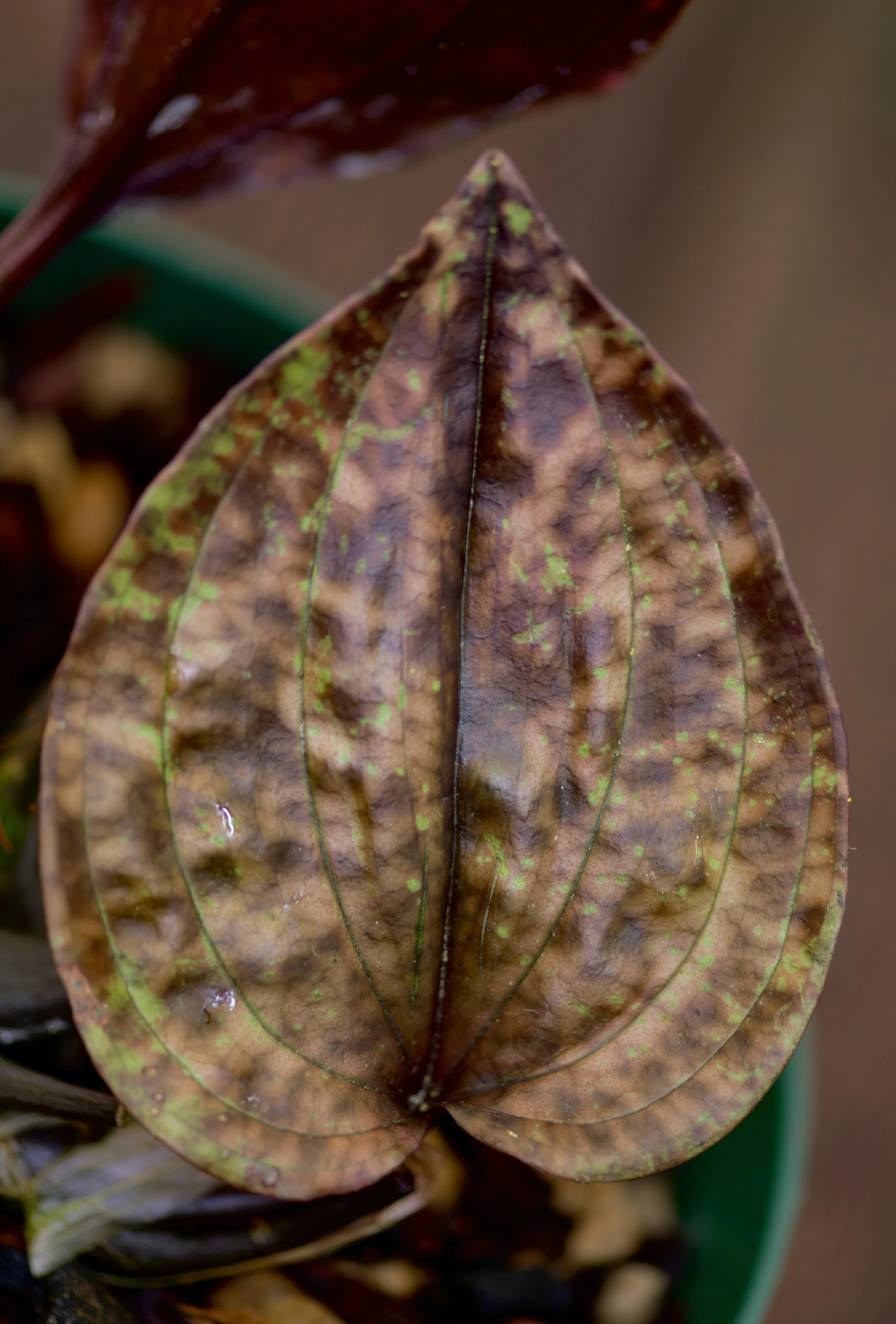 Fall Over Foliage — Exotica Esoterica