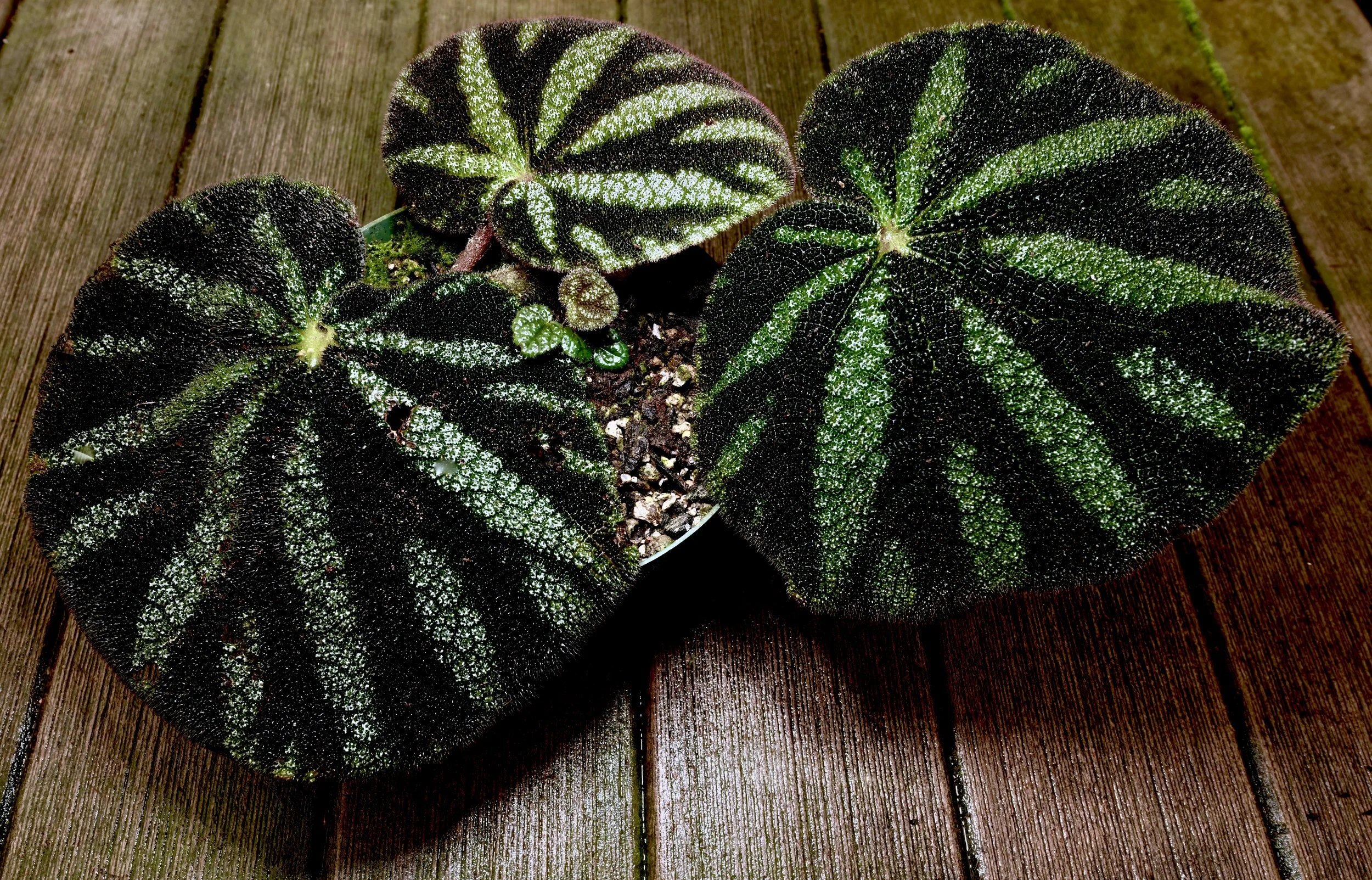 Fall Over Foliage — Exotica Esoterica
