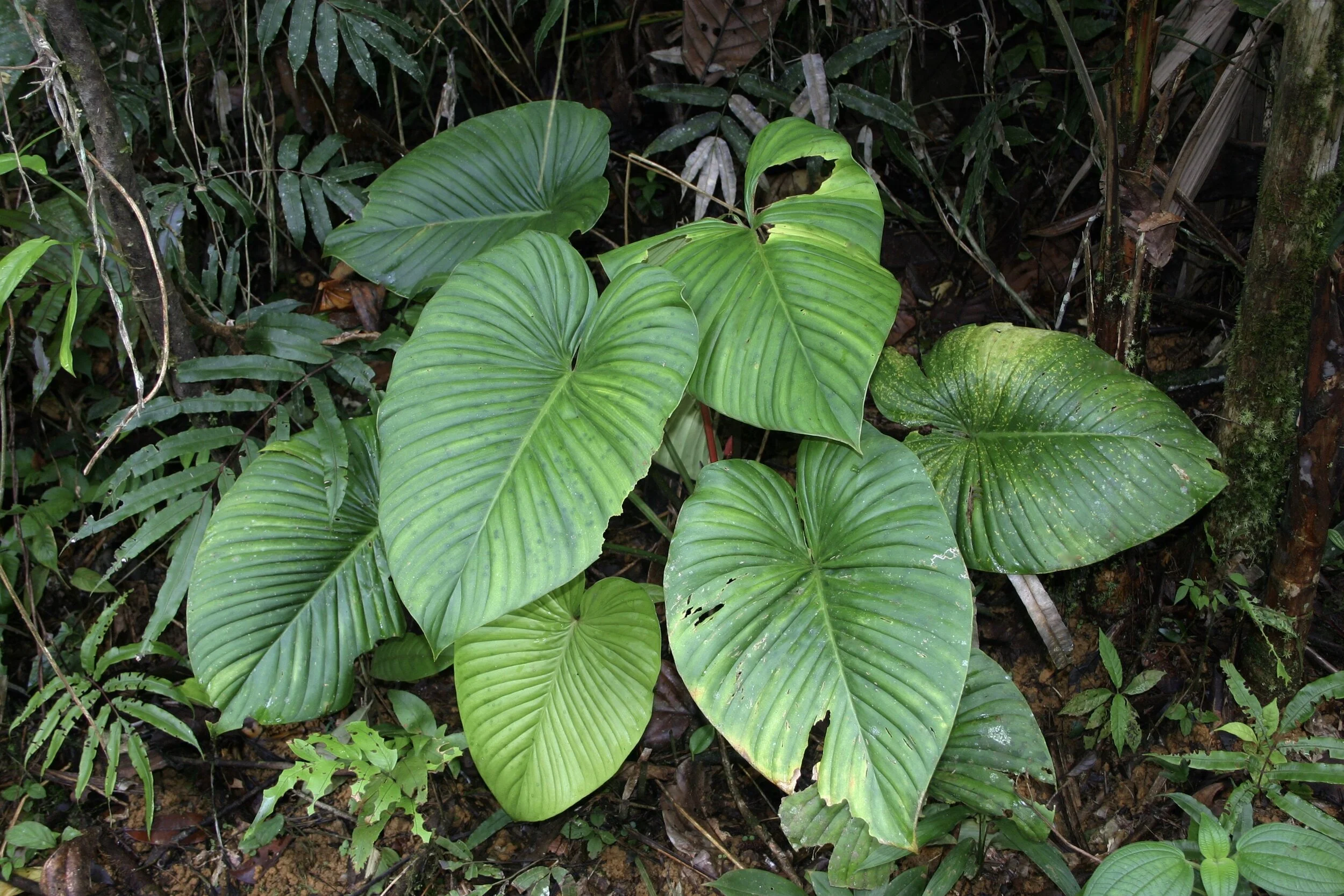 Jay Vannini on velute and satin-leafed Philodendron species in nature ...