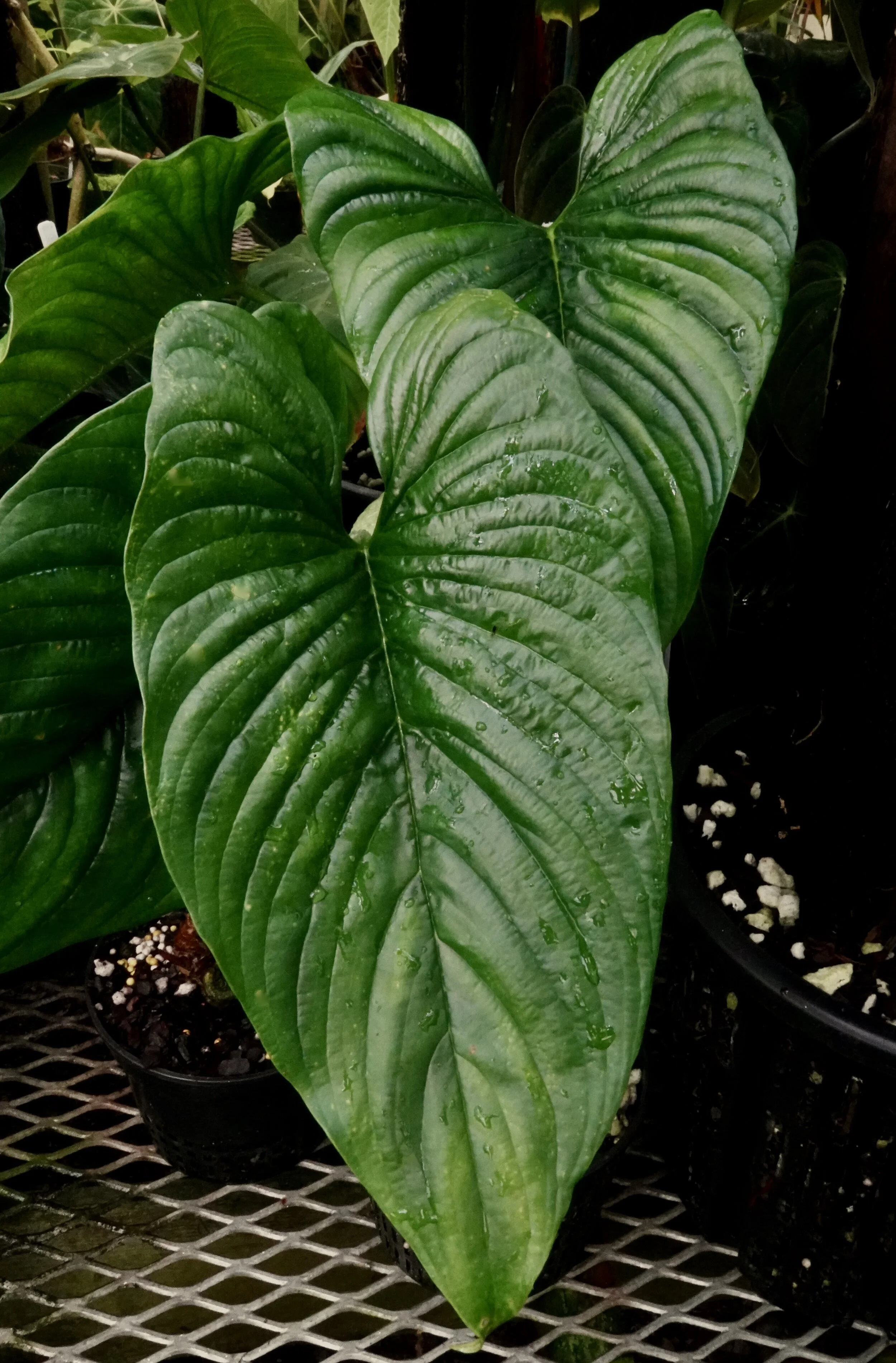 Jay Vannini on velute and satin-leafed Philodendron species in nature ...