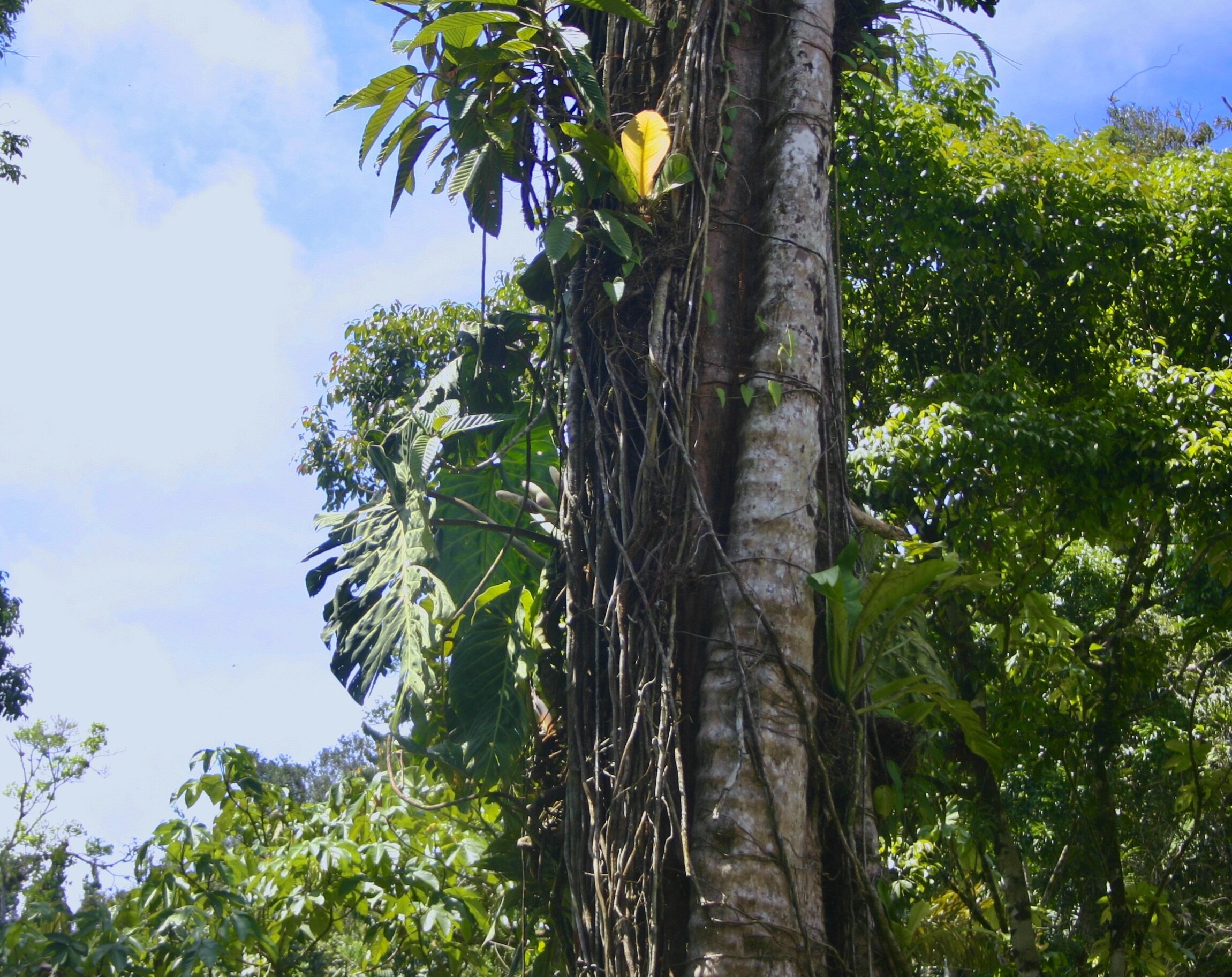 Jay Vannini on velute and satin-leafed Philodendron species in nature ...