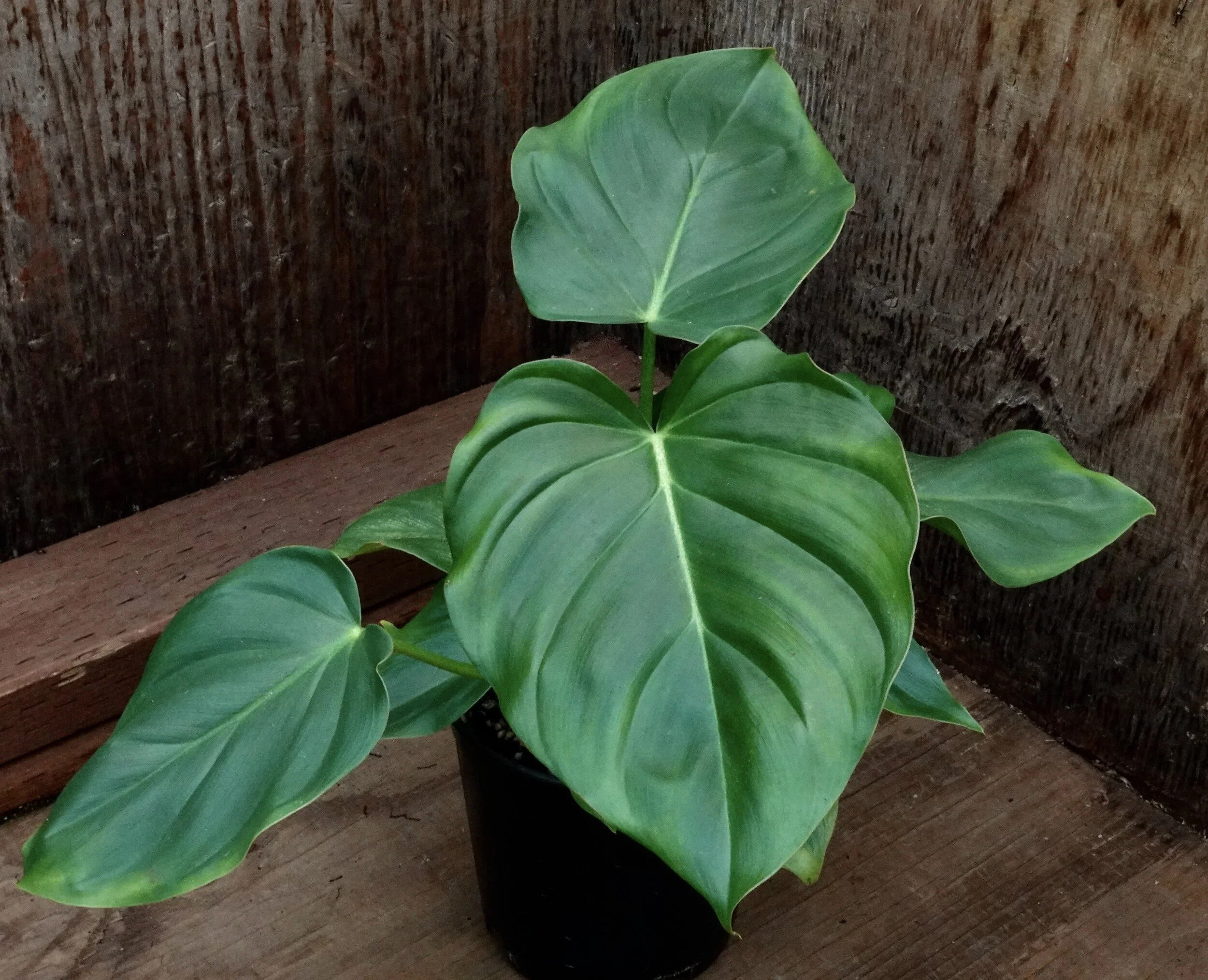 Jay Vannini on velute and satin-leafed Philodendron species in nature ...