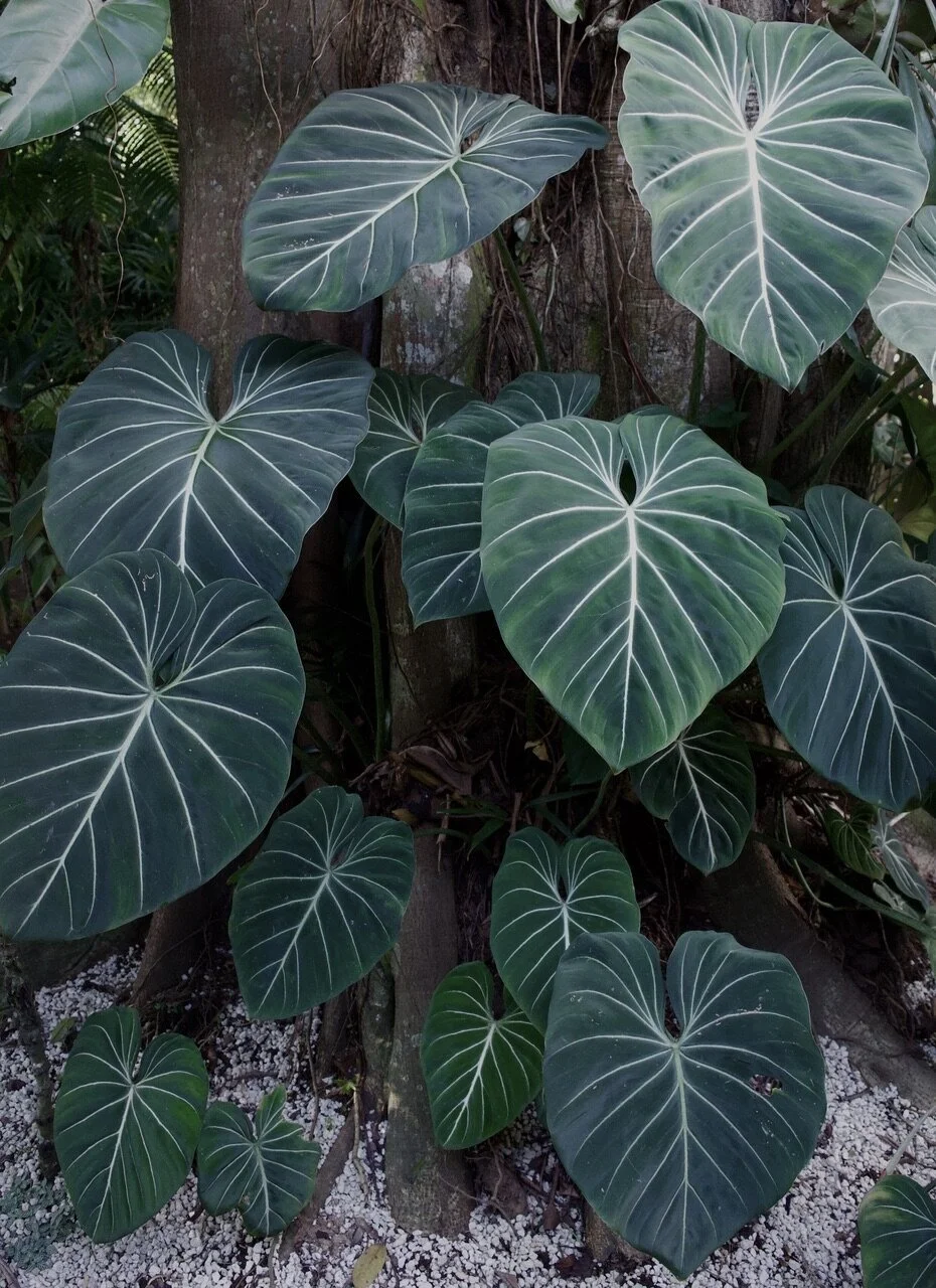 Jay Vannini on velute and satin-leafed Philodendron species in nature ...