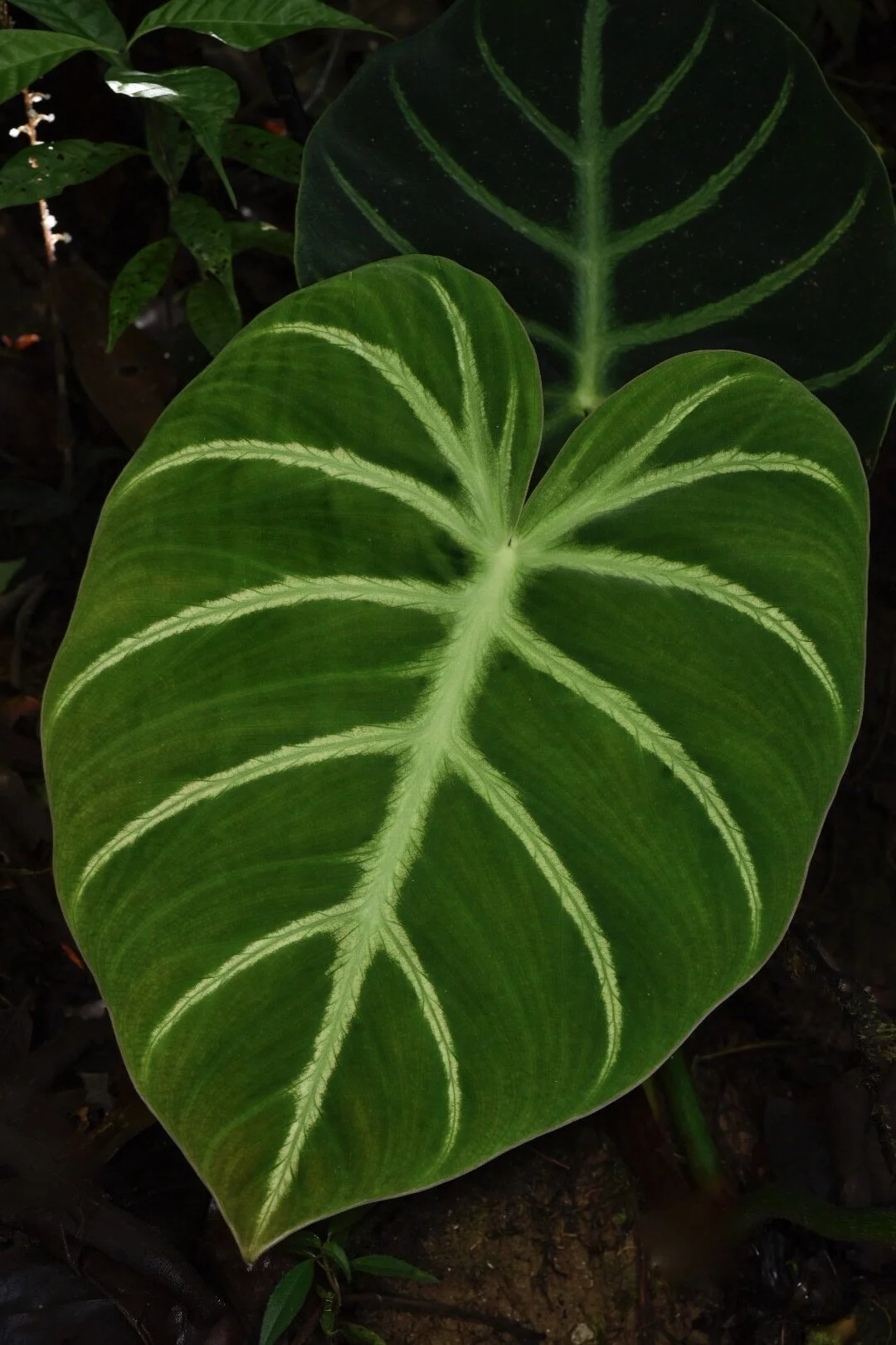Jay Vannini on velute and satin-leafed Philodendron species in nature ...