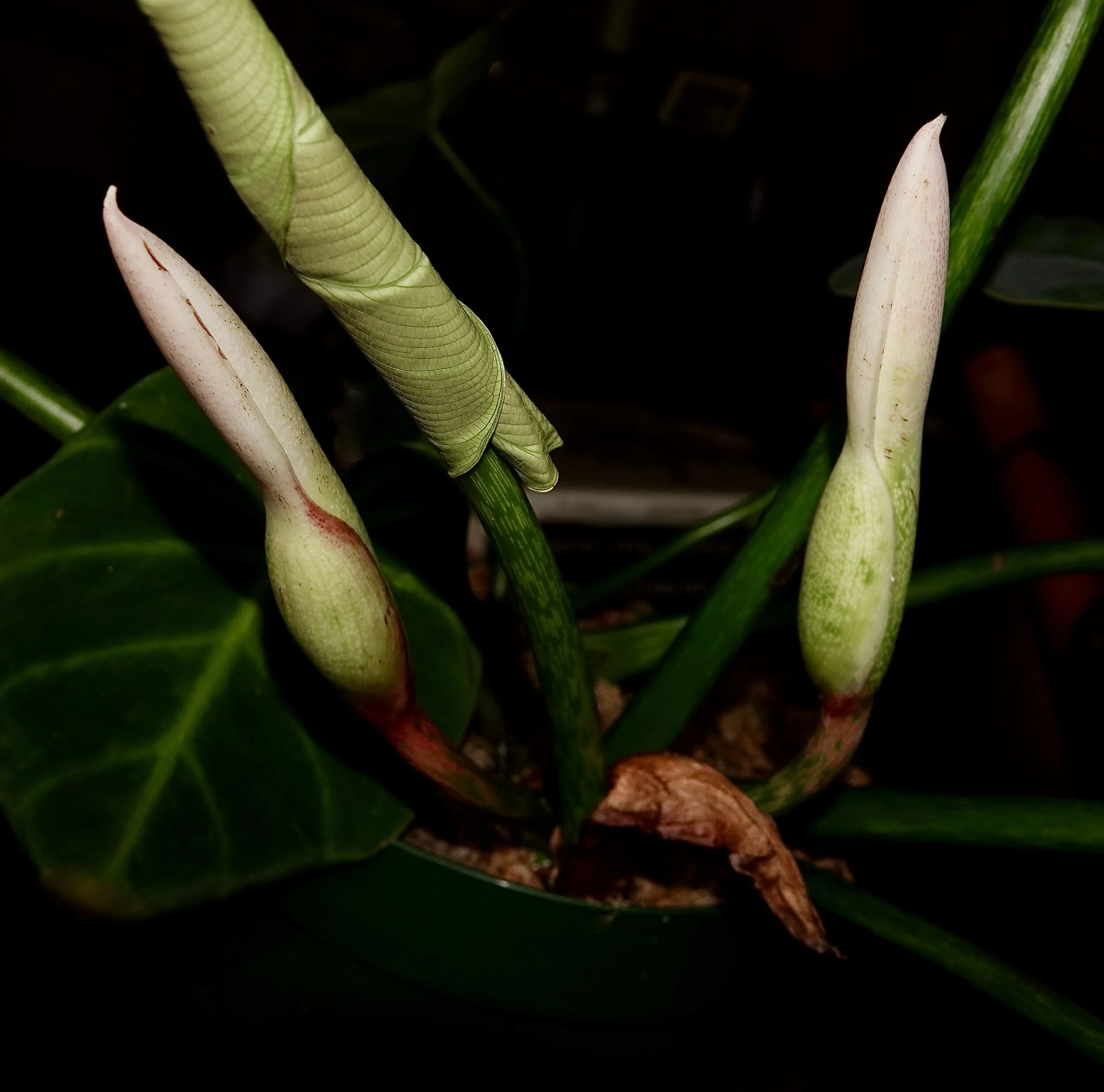 Jay Vannini on velute and satin-leafed Philodendron species in nature ...