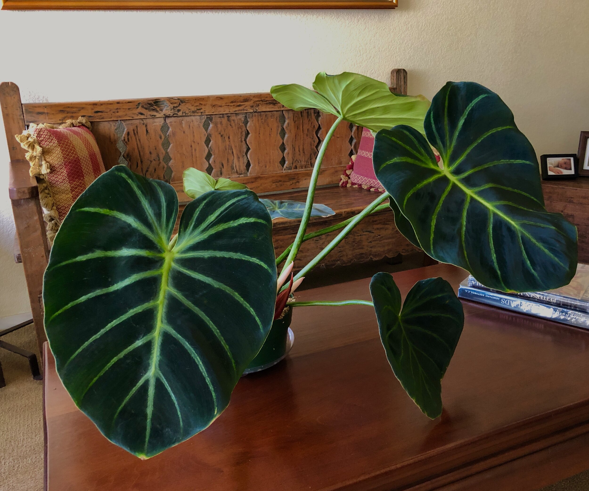 Jay Vannini on velute and satin-leafed Philodendron species in nature ...