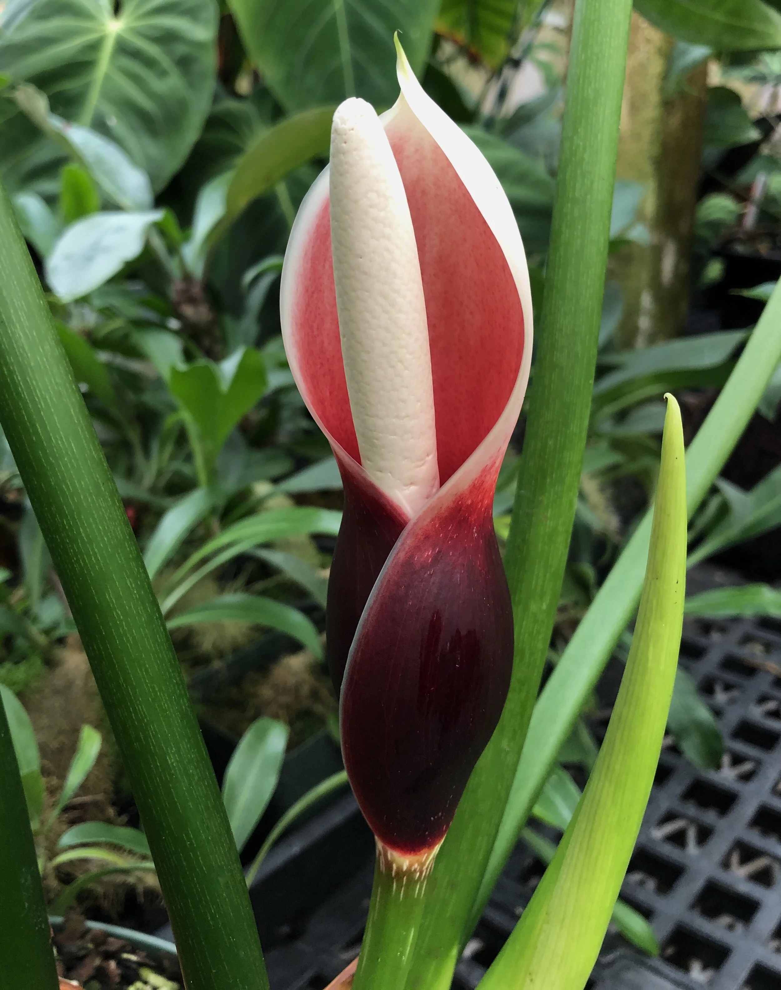 Jay Vannini on velute and satin-leafed Philodendron species in nature ...