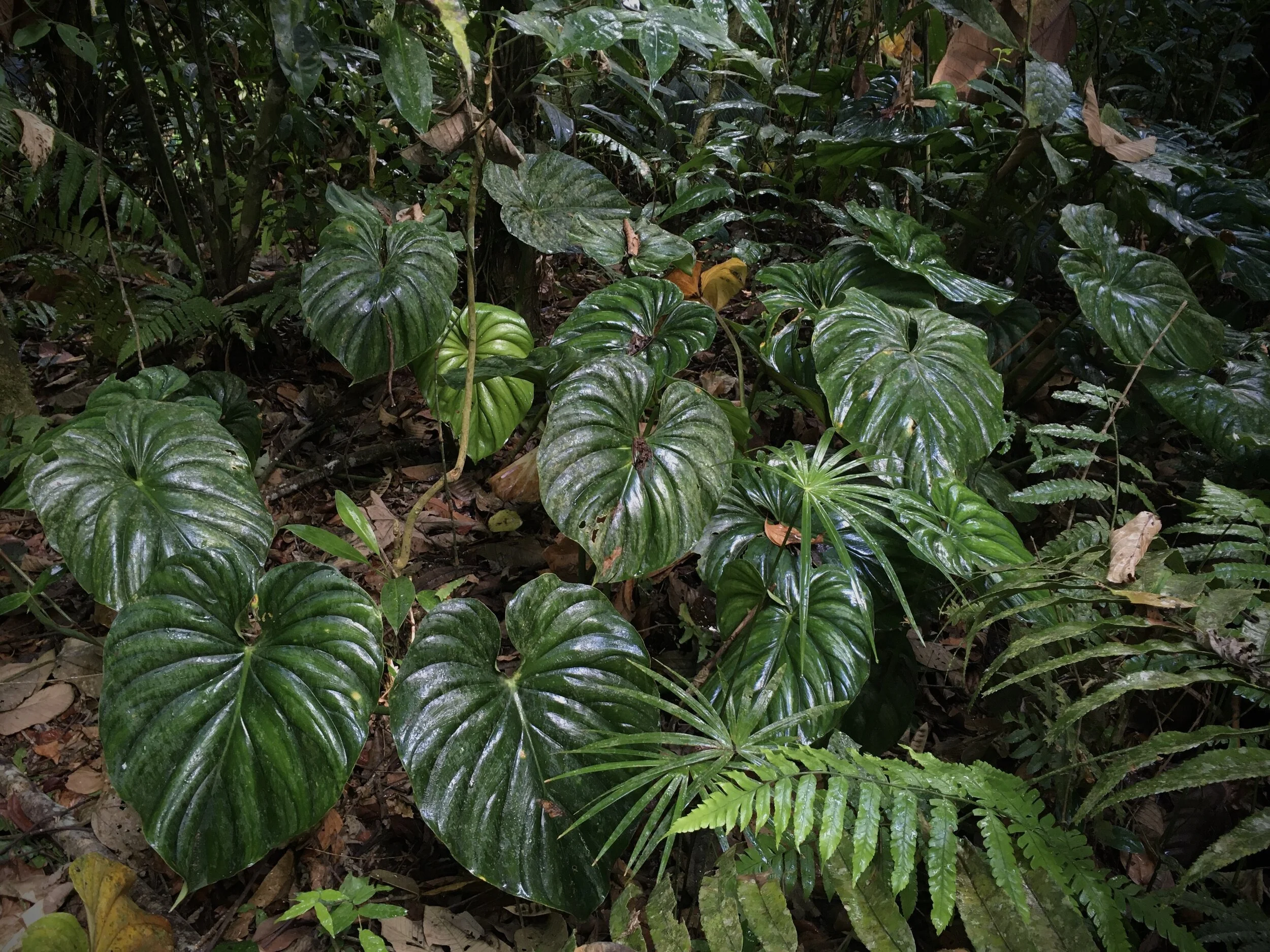 Jay Vannini on velute and satin-leafed Philodendron species in nature ...