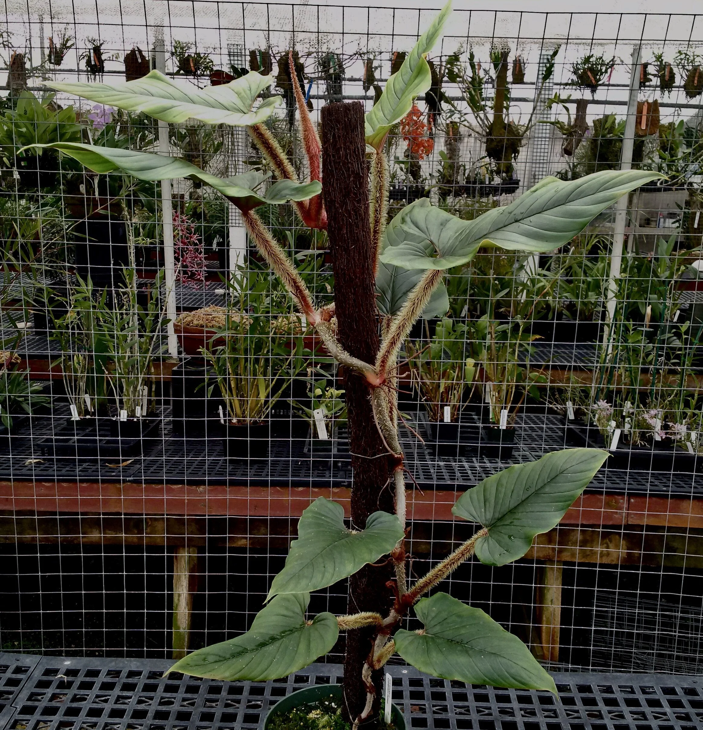 Jay Vannini on velute and satin-leafed Philodendron species in nature ...