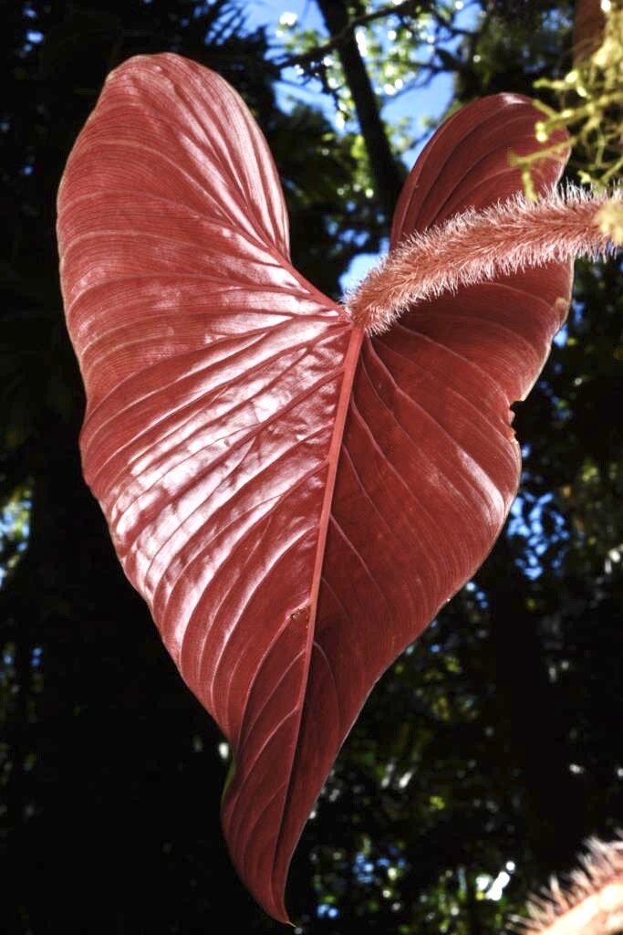 Jay Vannini on velute and satin-leafed Philodendron species in nature ...