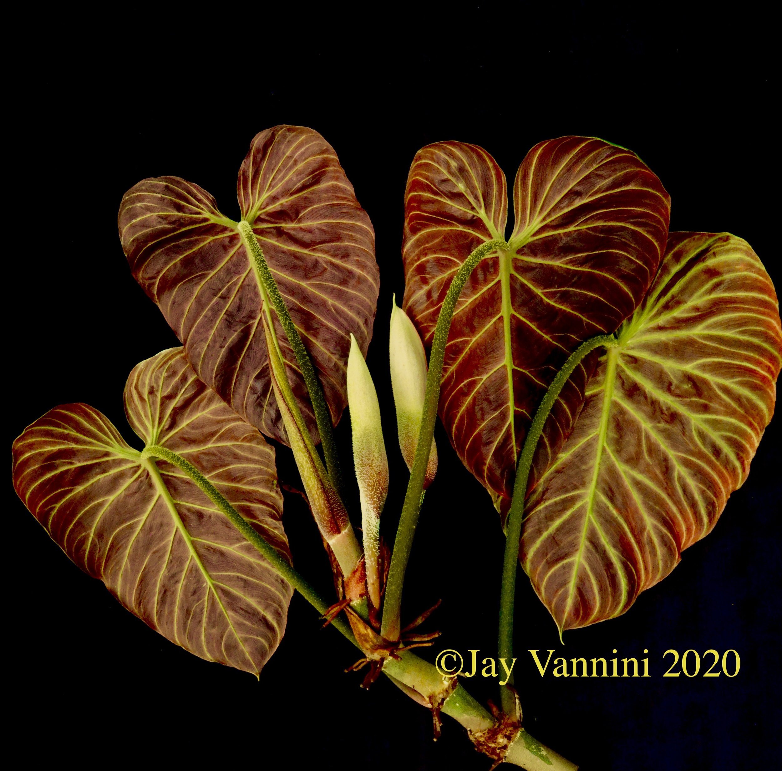 Jay Vannini on velute and satin-leafed Philodendron species in nature ...