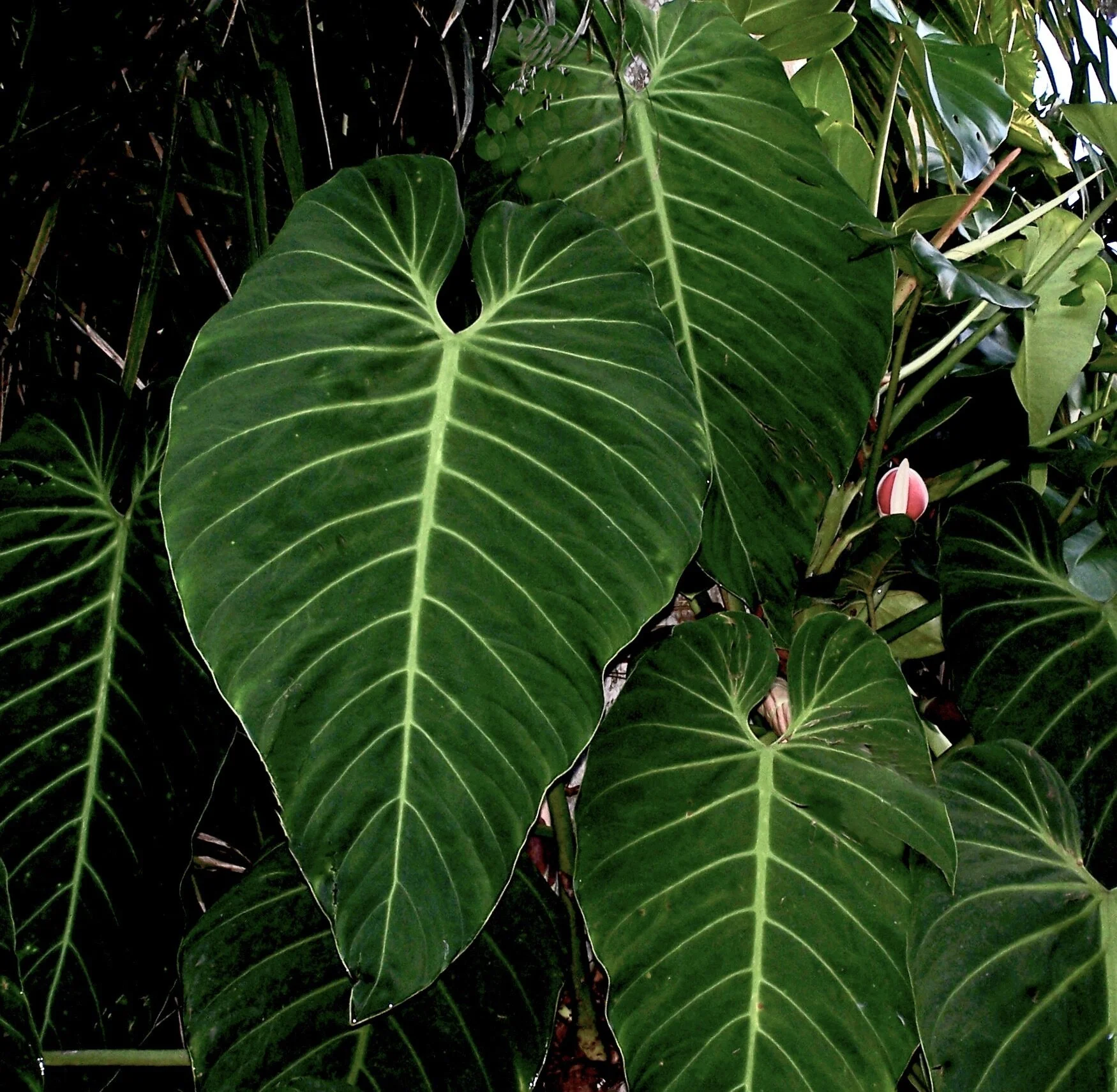 Jay Vannini on velute and satin-leafed Philodendron species in nature ...