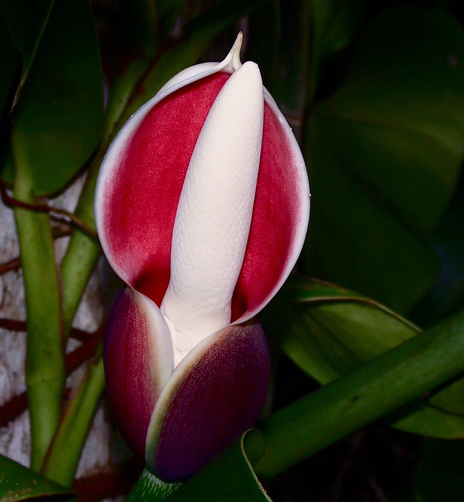 Jay Vannini on velute and satin-leafed Philodendron species in nature ...