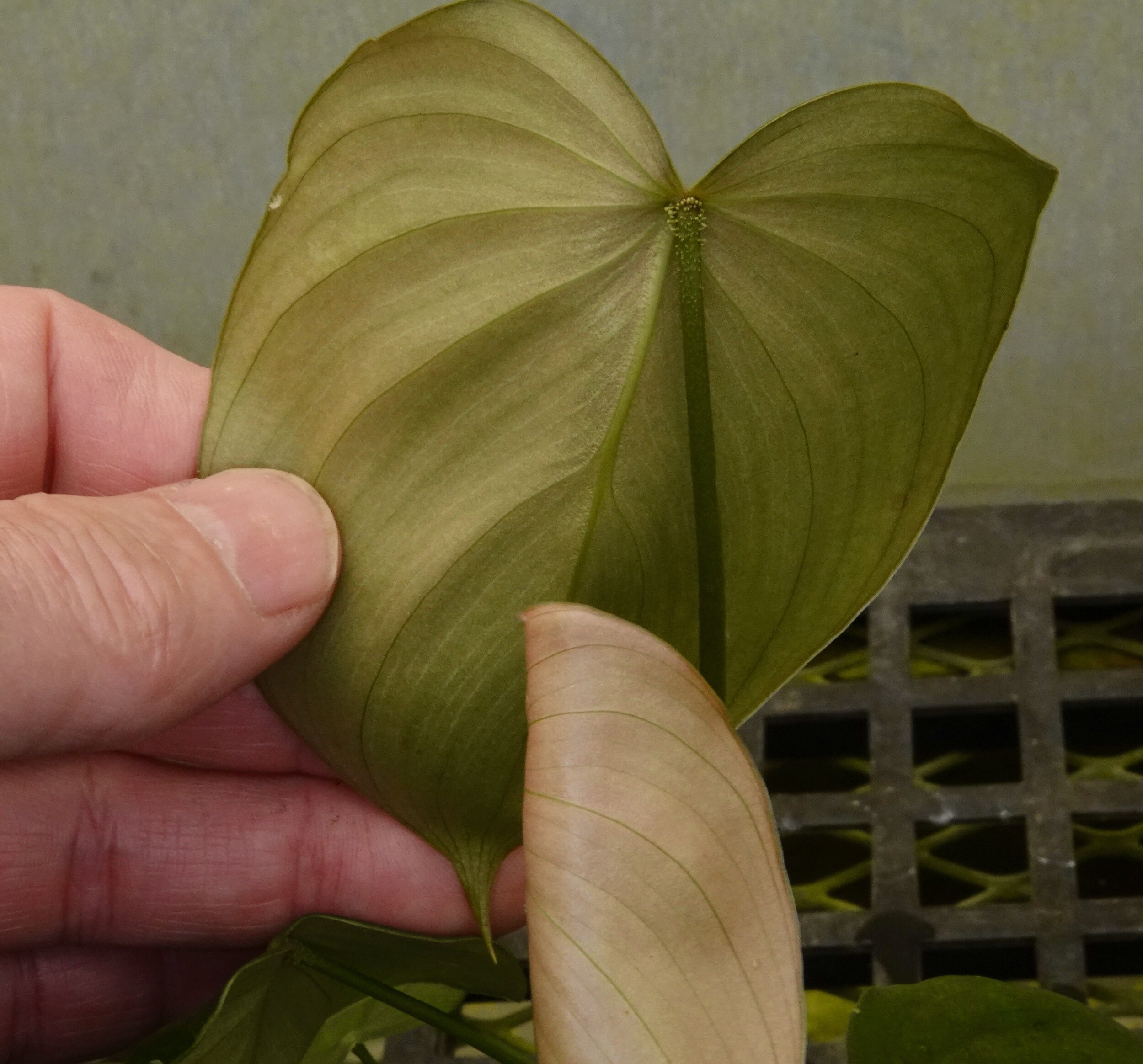 Jay Vannini on velute and satin-leafed Philodendron species in nature ...