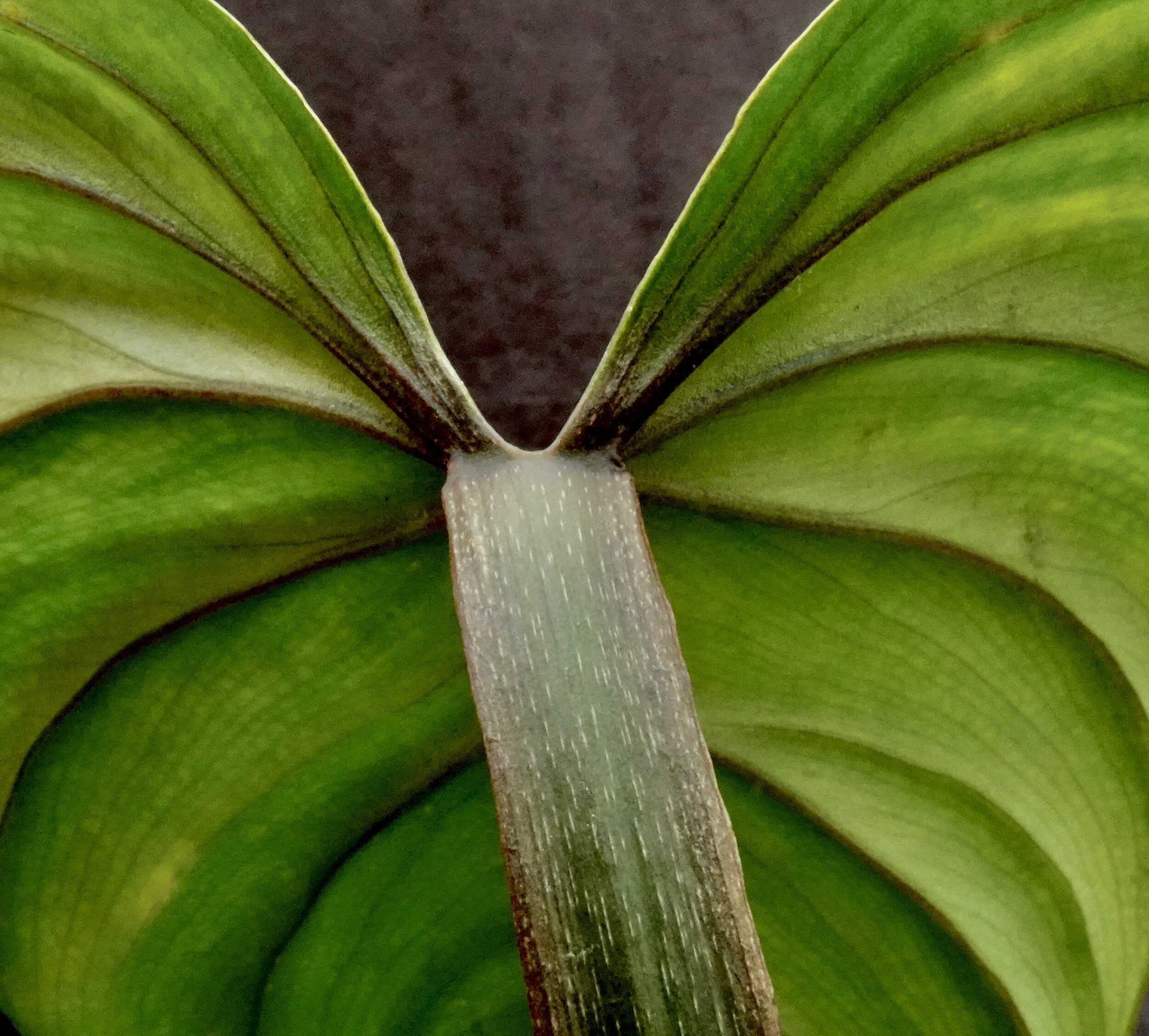 Jay Vannini on velute and satin-leafed Philodendron species in nature ...