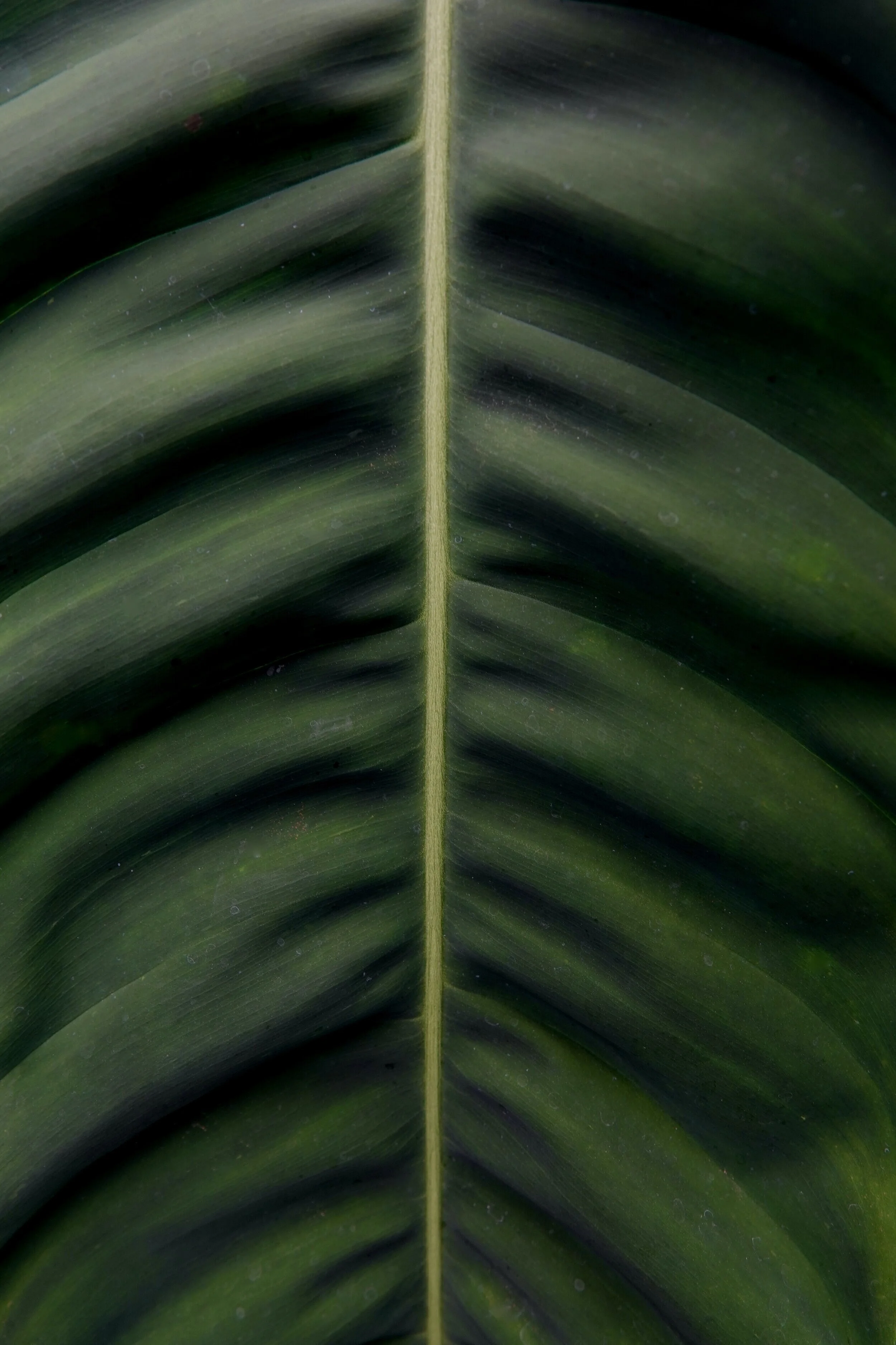 Jay Vannini on Philodendron patriciae and related species in nature and ...