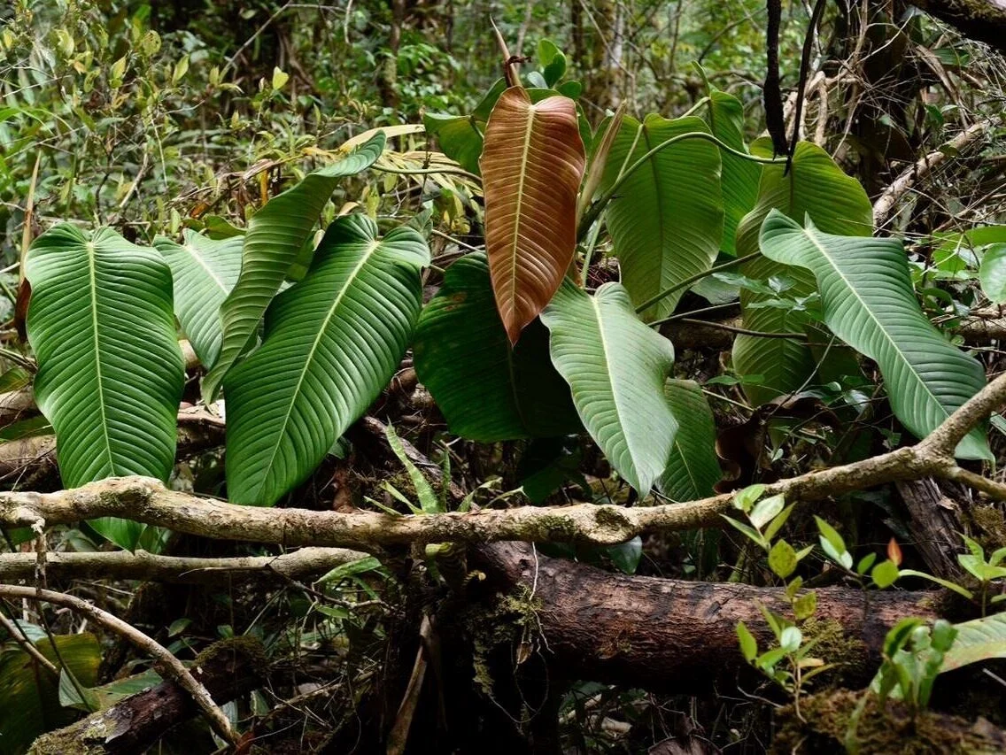 Jay Vannini on Philodendron patriciae and related species in nature and ...