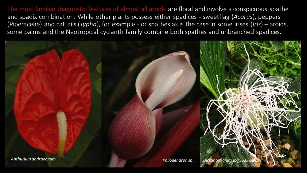 International Aroid Society Slideshow - Miami, Florida 2019 — Exotica ...