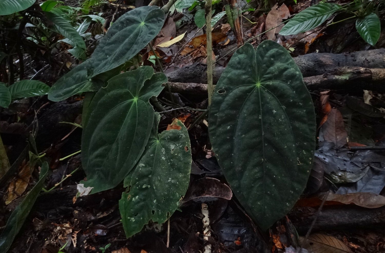 Velvet leaf anthuriums in cultivation by Jay Vannini — Exotica Esoterica