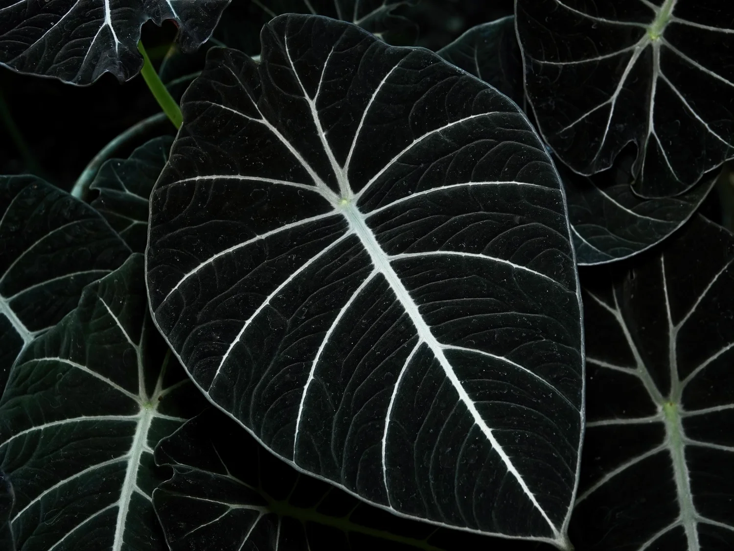Velvet leaf anthuriums in cultivation by Jay Vannini — Exotica Esoterica
