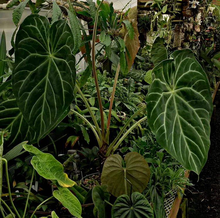 Velvet leaf anthuriums in cultivation by Jay Vannini — Exotica Esoterica