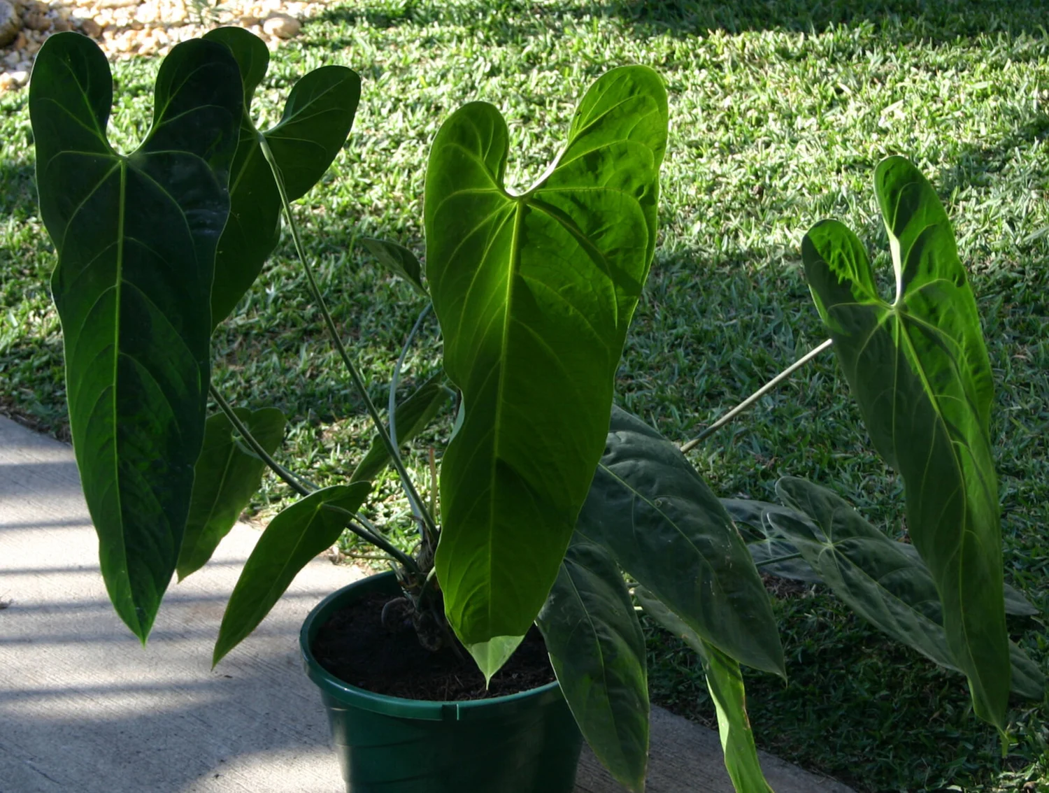 Velvet leaf anthuriums in cultivation by Jay Vannini — Exotica Esoterica