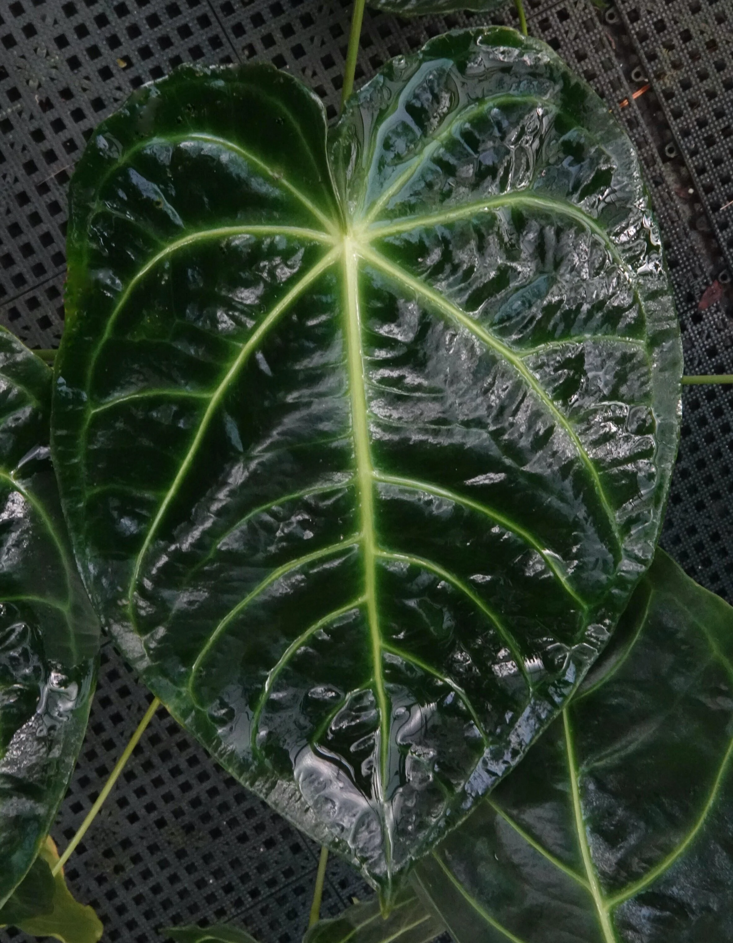 Velvet leaf anthuriums in cultivation by Jay Vannini — Exotica Esoterica