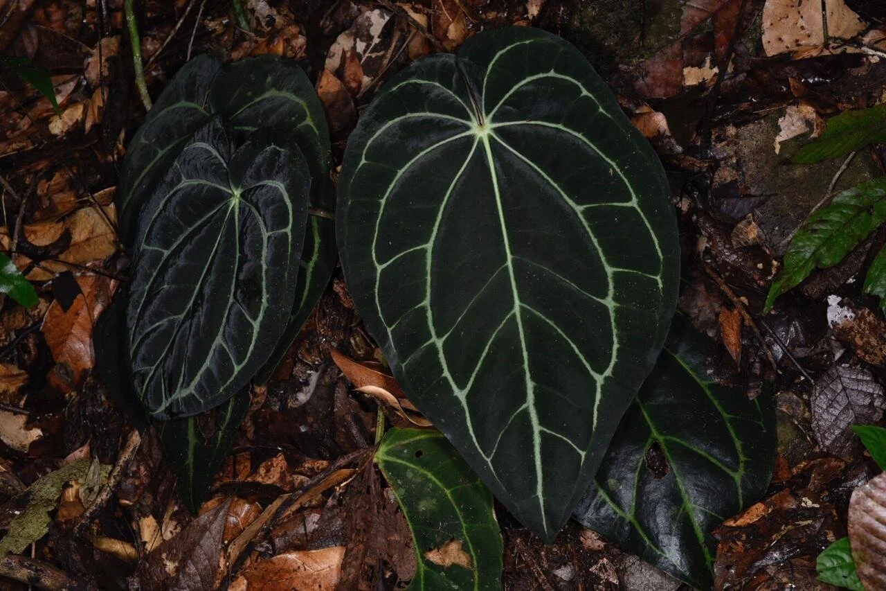 Velvet leaf anthuriums in cultivation by Jay Vannini — Exotica Esoterica
