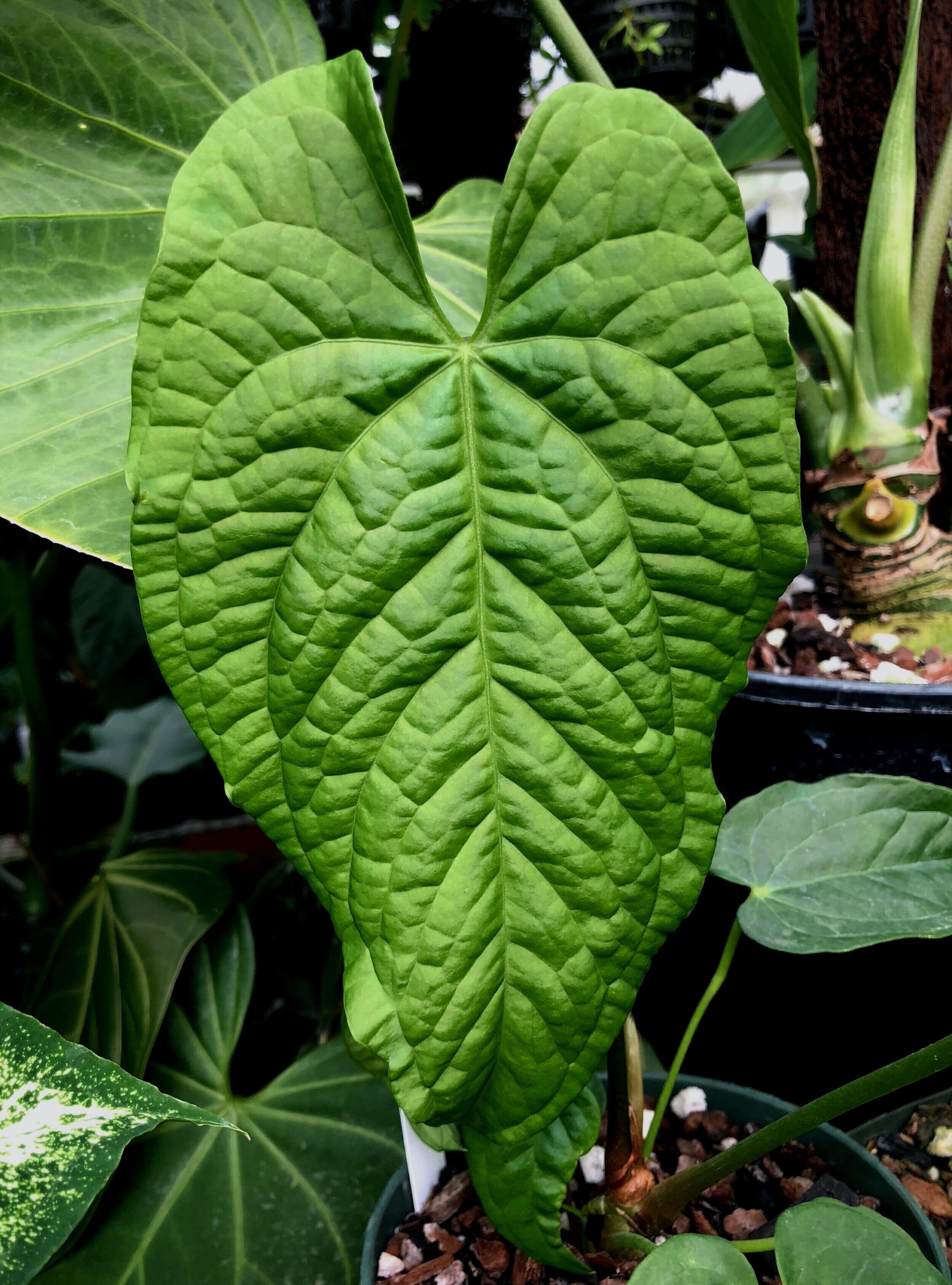 Velvet leaf anthuriums in cultivation by Jay Vannini — Exotica Esoterica