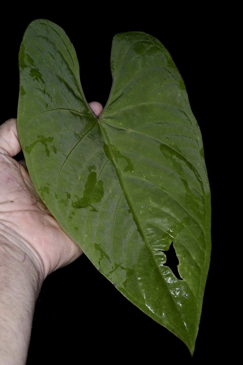 Velvet leaf anthuriums in cultivation by Jay Vannini — Exotica Esoterica