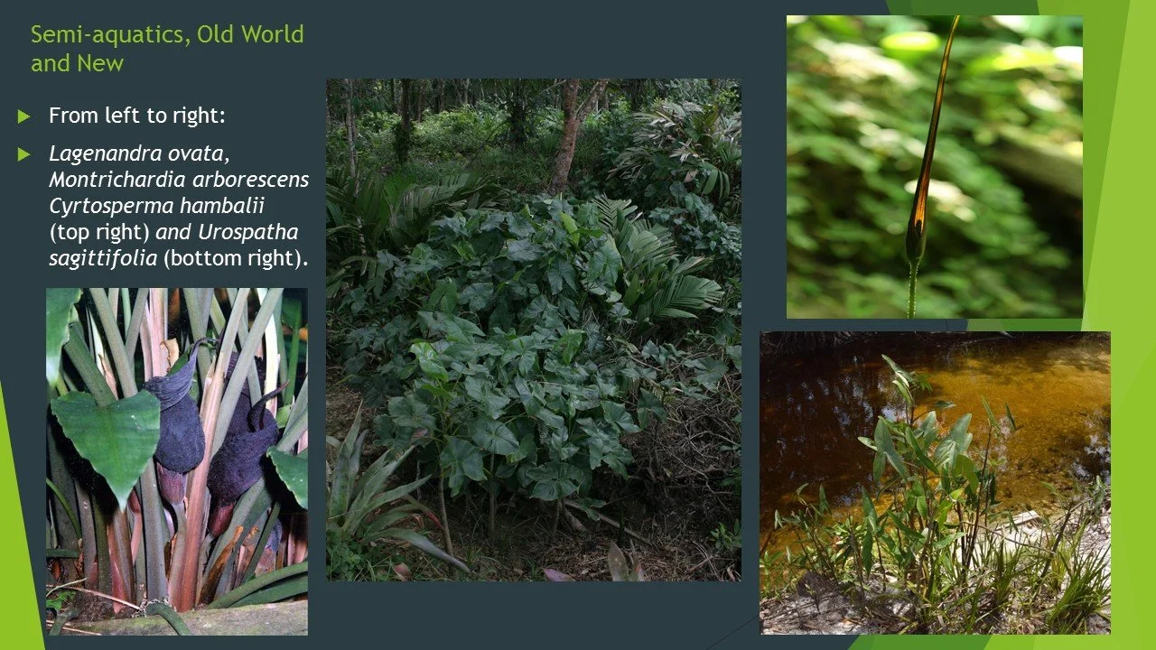 Slideshow: “Aroids” presented at the Huntington, Pasadena, California ...