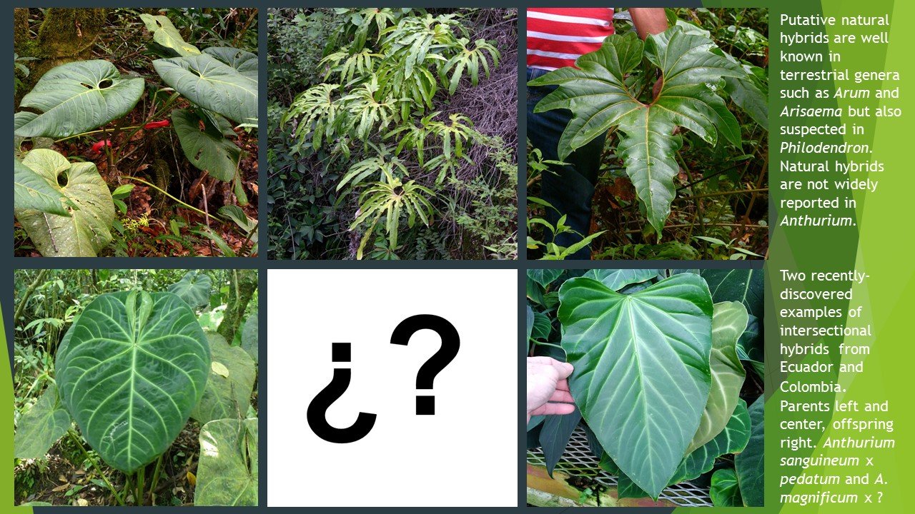 Slideshow: “Aroids” presented at the Huntington, Pasadena, California ...