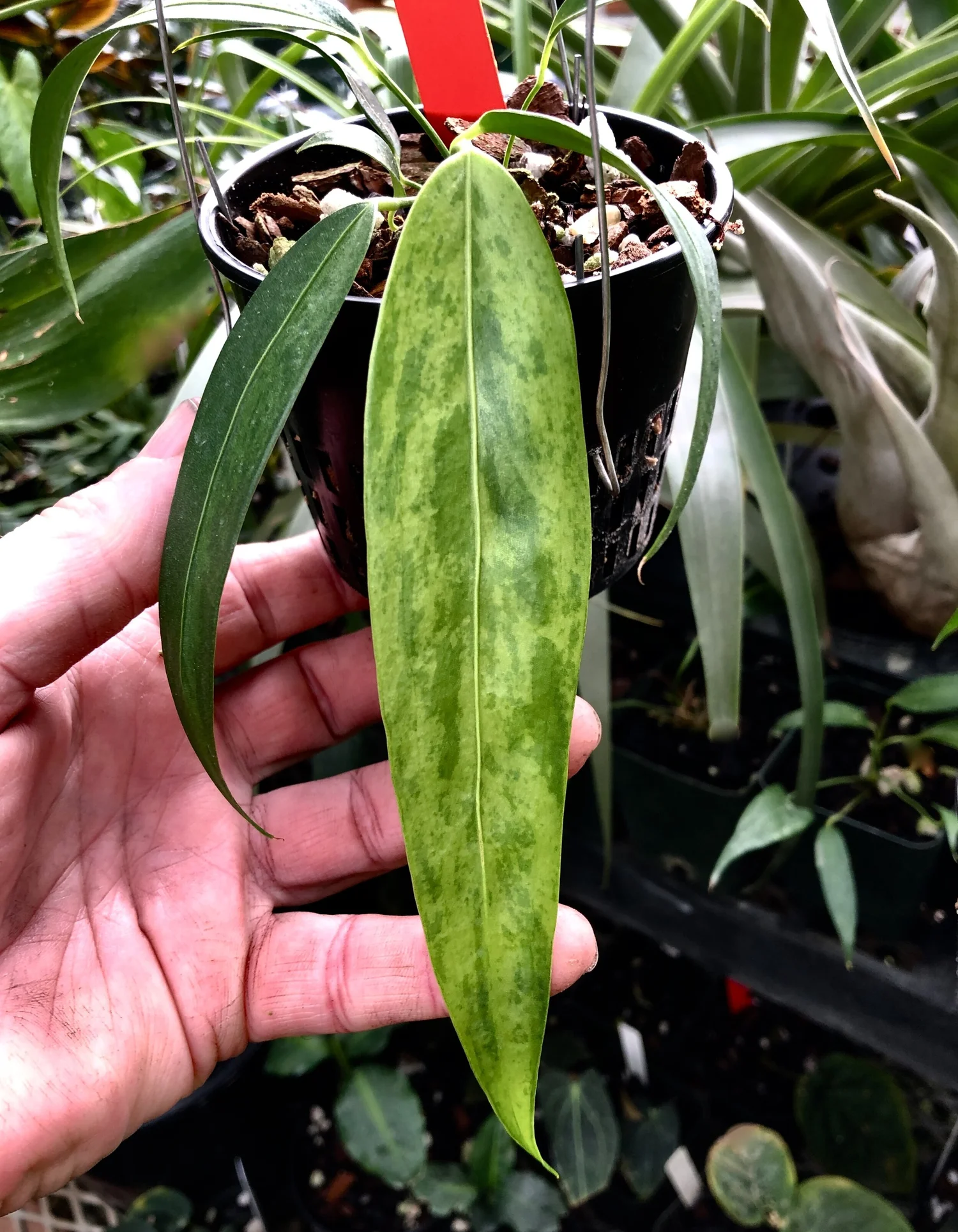 Anthurium wendlingeri - velvet leaf, pendent Panamanian prize — Exotica ...