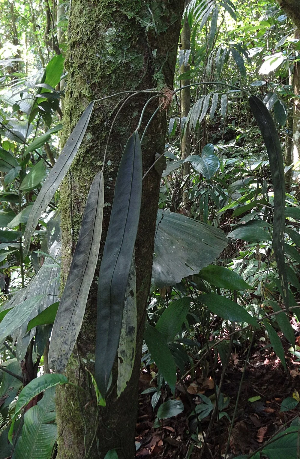 Anthurium wendlingeri - velvet leaf, pendent Panamanian prize — Exotica ...