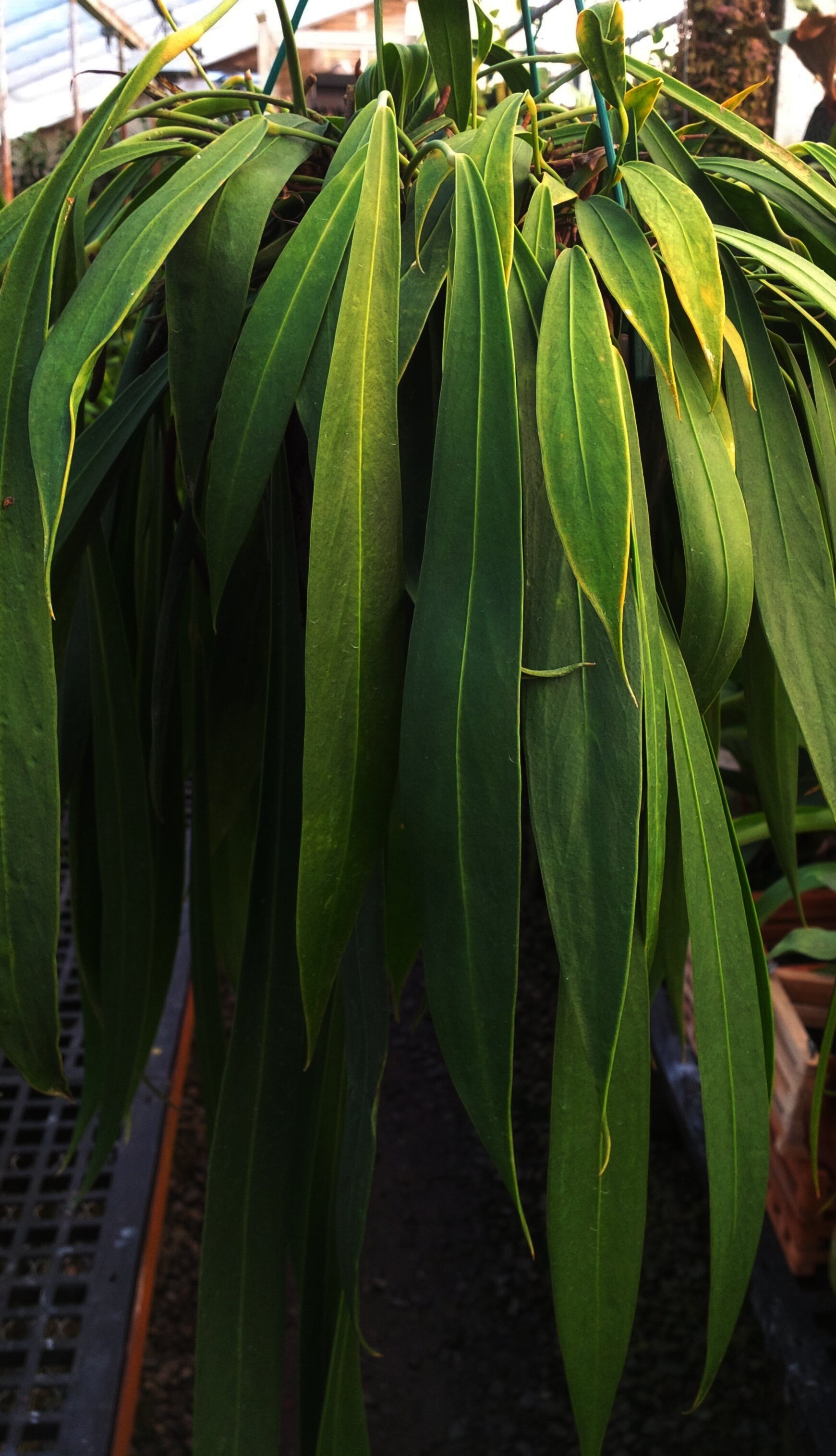 Anthurium wendlingeri - velvet leaf, pendent Panamanian prize — Exotica ...