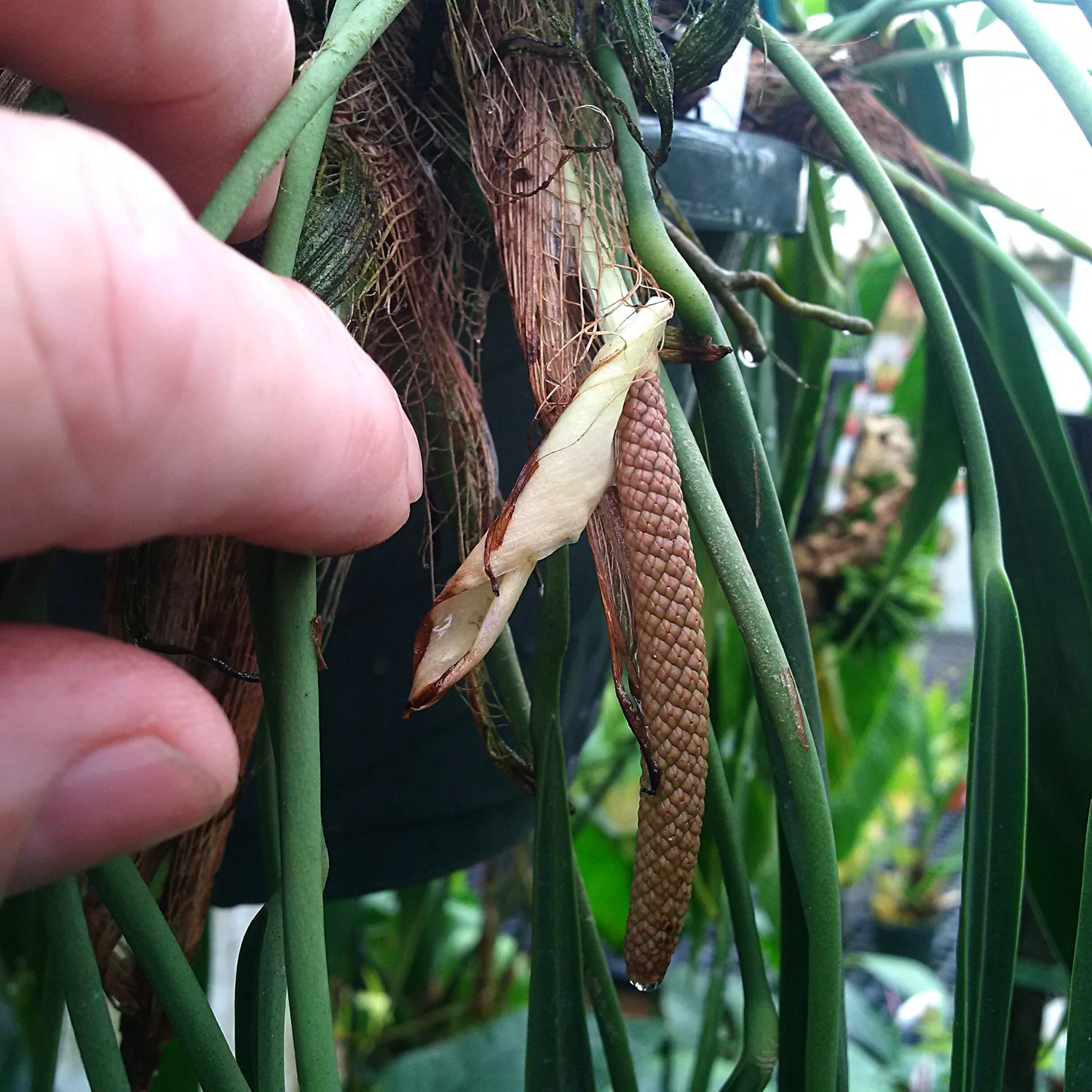 Anthurium wendlingeri - velvet leaf, pendent Panamanian prize — Exotica ...