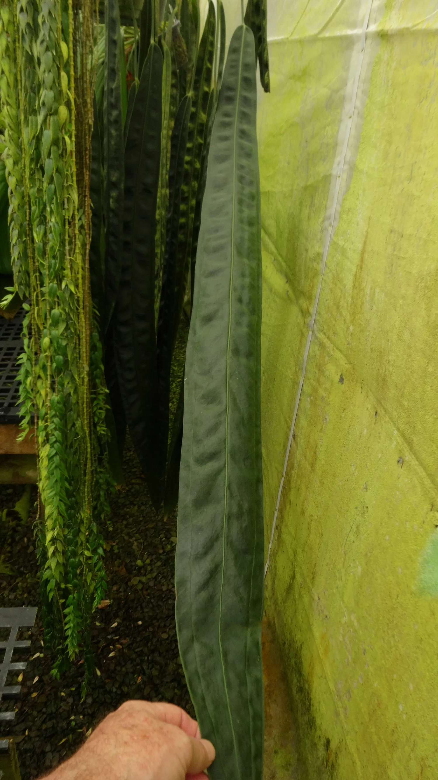 Anthurium wendlingeri - velvet leaf, pendent Panamanian prize — Exotica ...