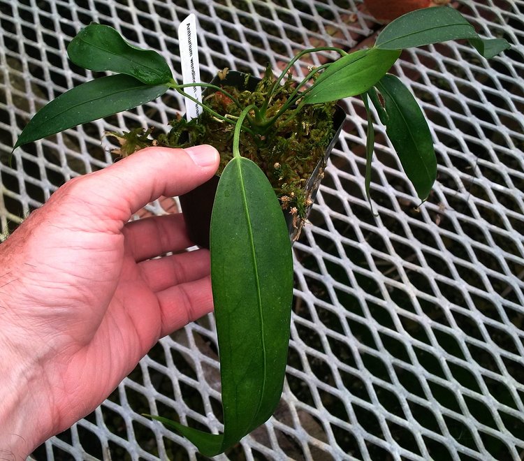Anthurium wendlingeri - velvet leaf, pendent Panamanian prize — Exotica ...