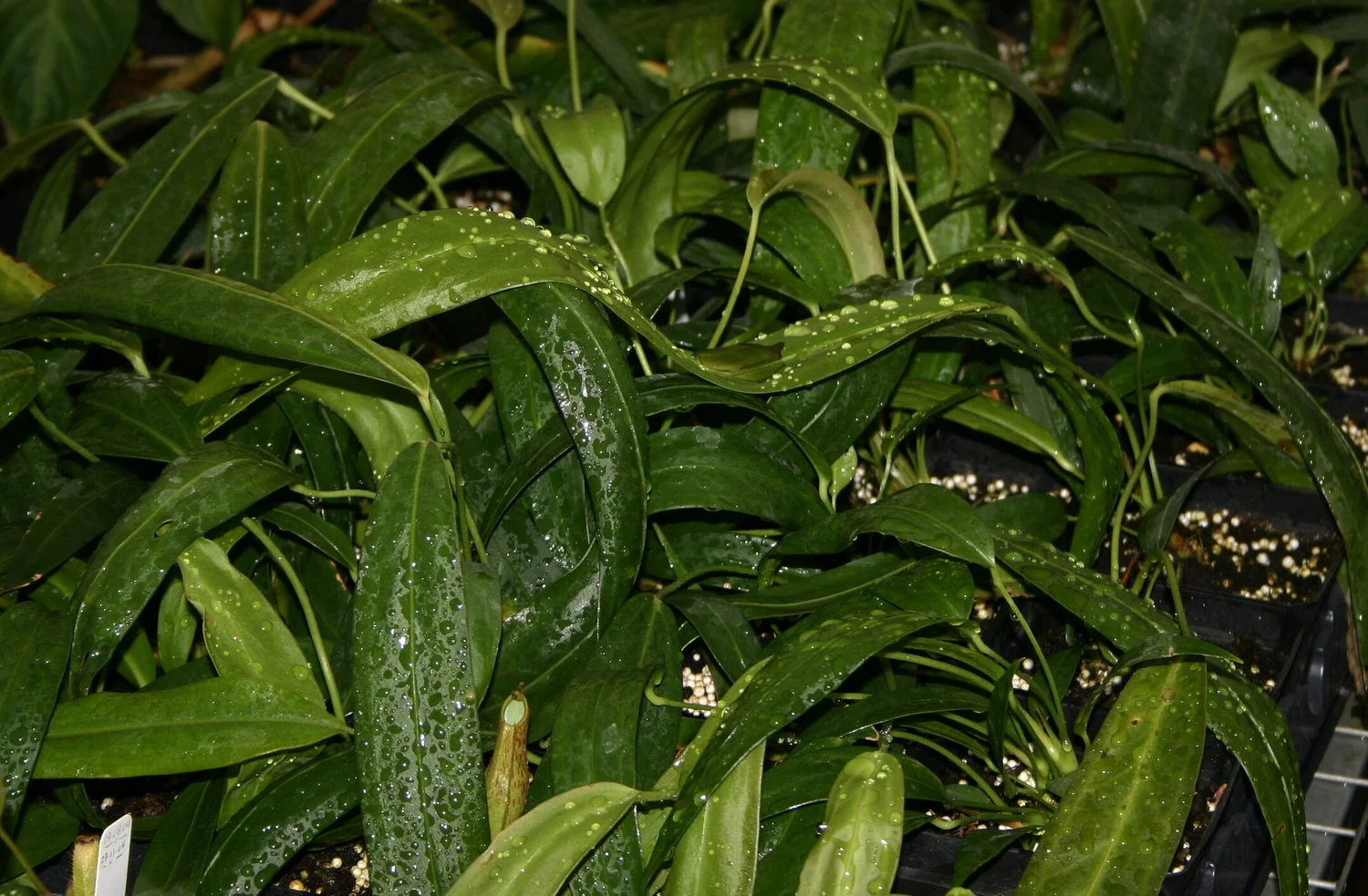Anthurium wendlingeri - velvet leaf, pendent Panamanian prize — Exotica ...