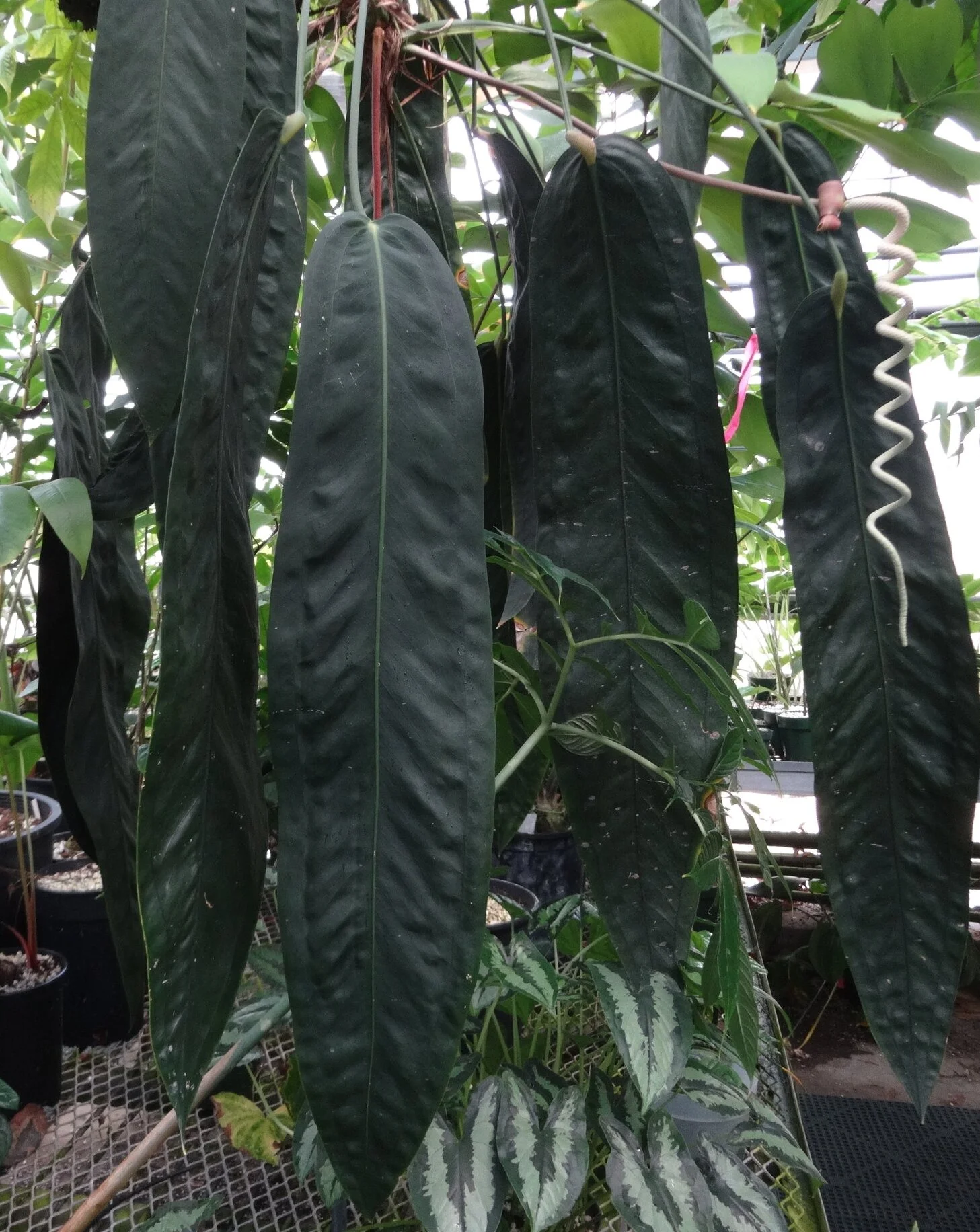 Anthurium wendlingeri - velvet leaf, pendent Panamanian prize — Exotica ...