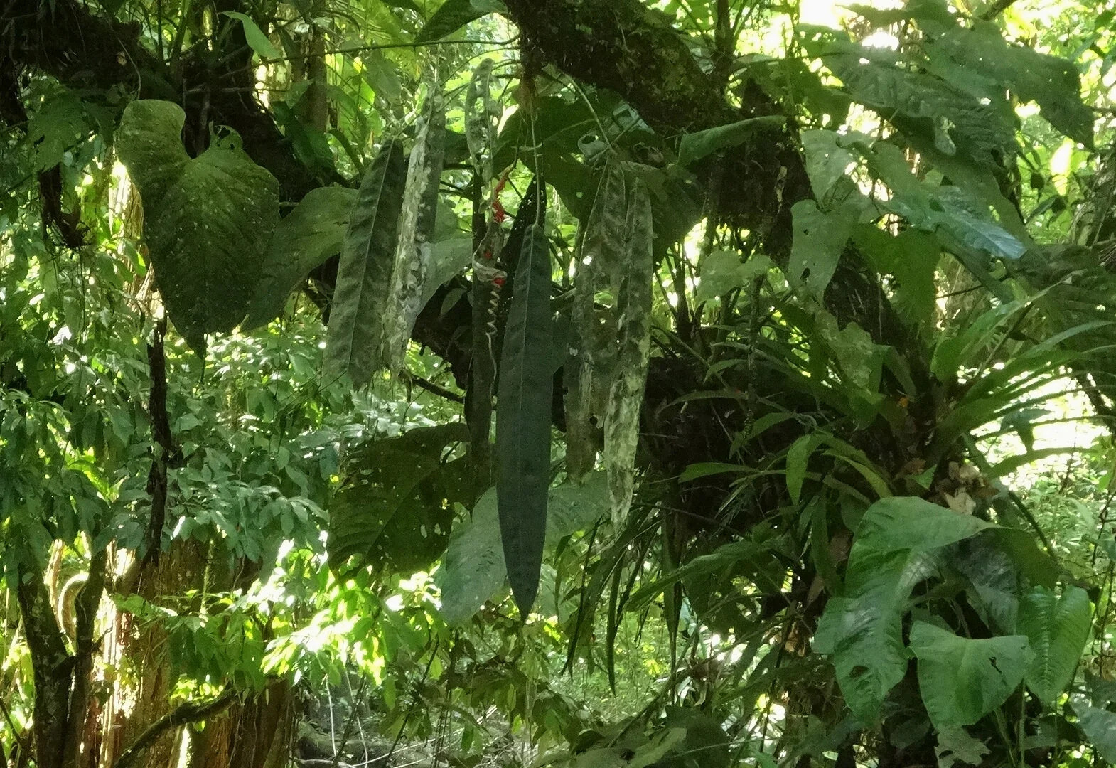 Anthurium wendlingeri - velvet leaf, pendent Panamanian prize — Exotica ...